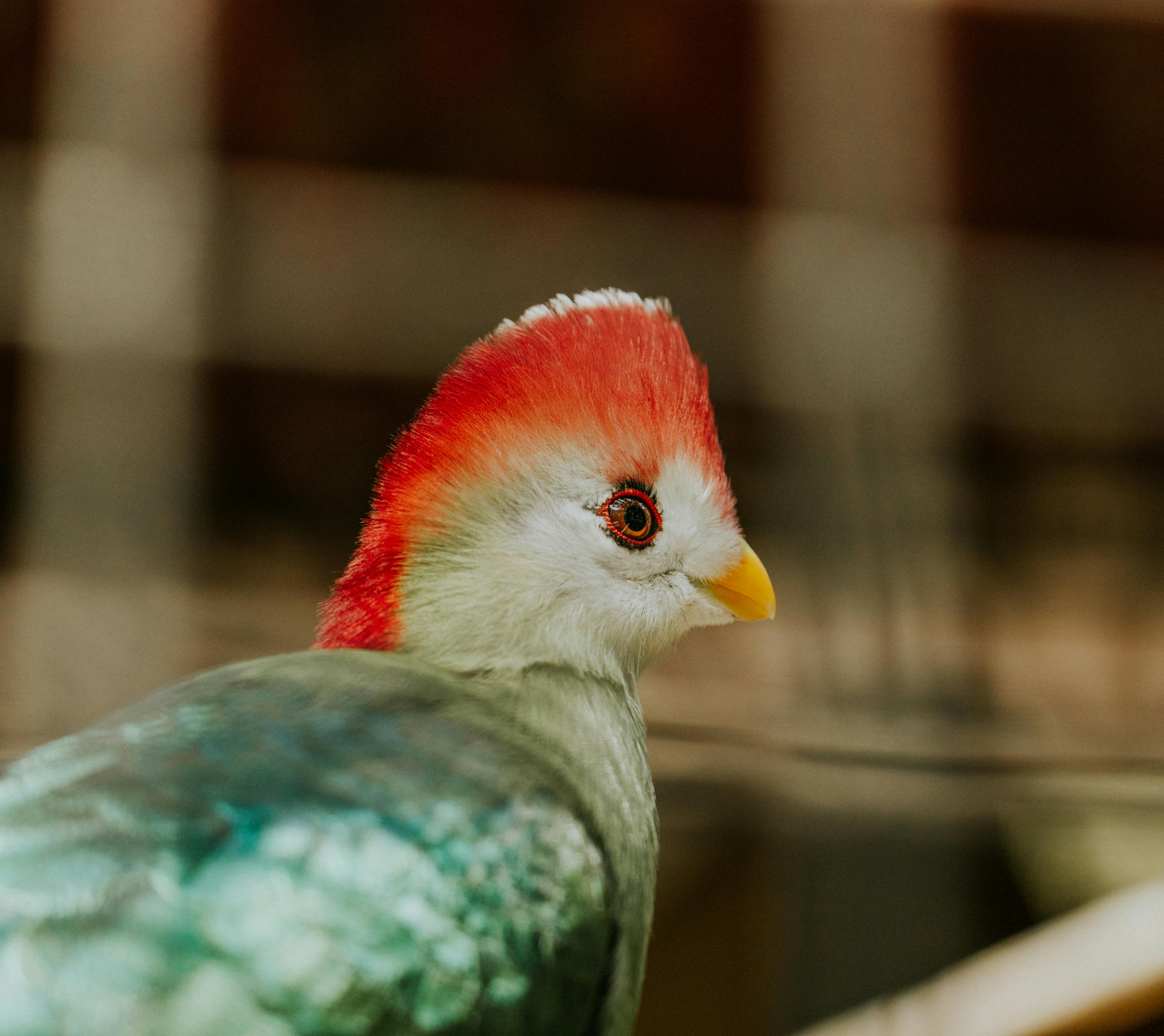 Red Crested Turaco in Close Up · Free Stock Photo