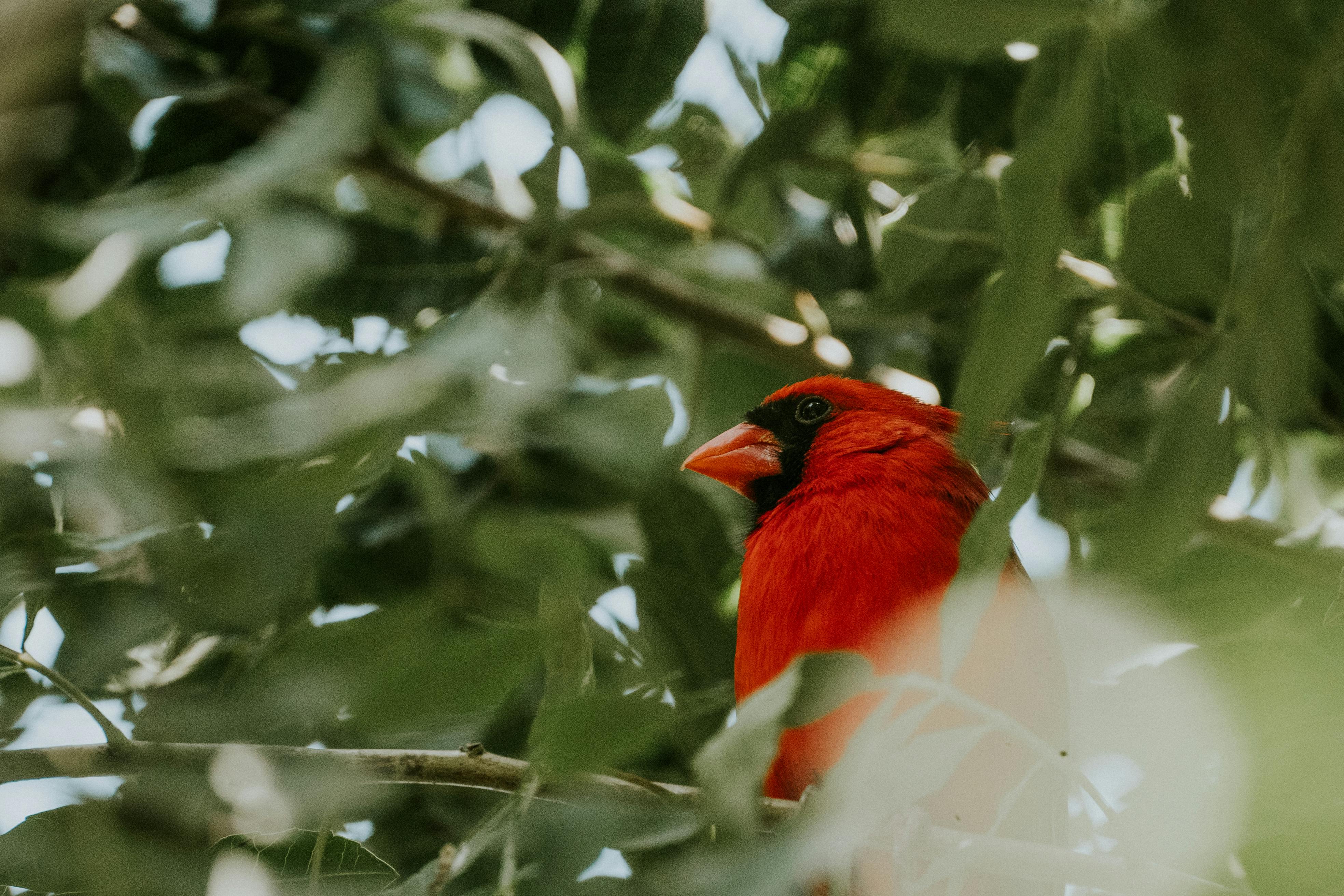 Northern Cardinal among Foliage · Free Stock Photo