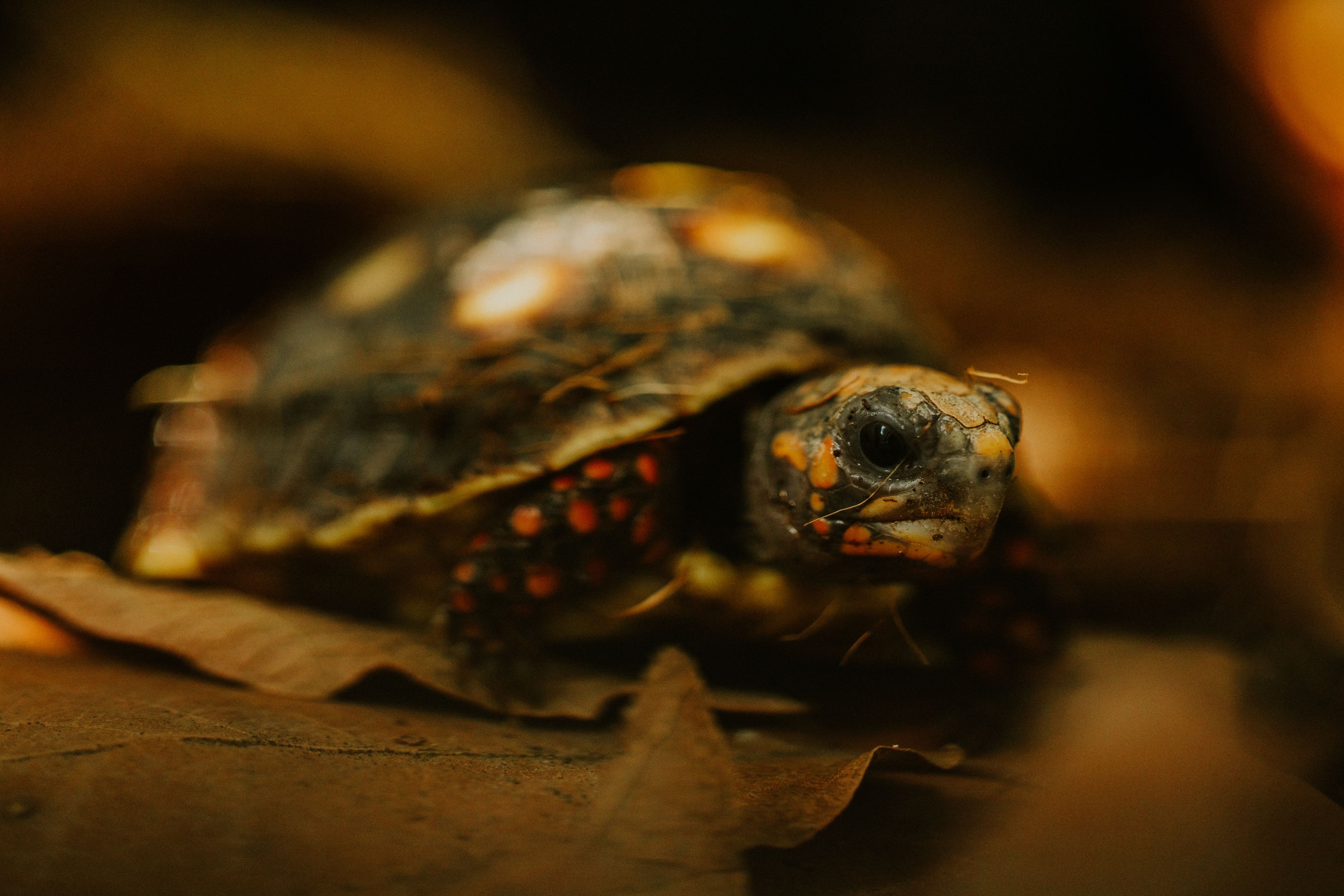 Adorable Small Turtle · Free Stock Photo