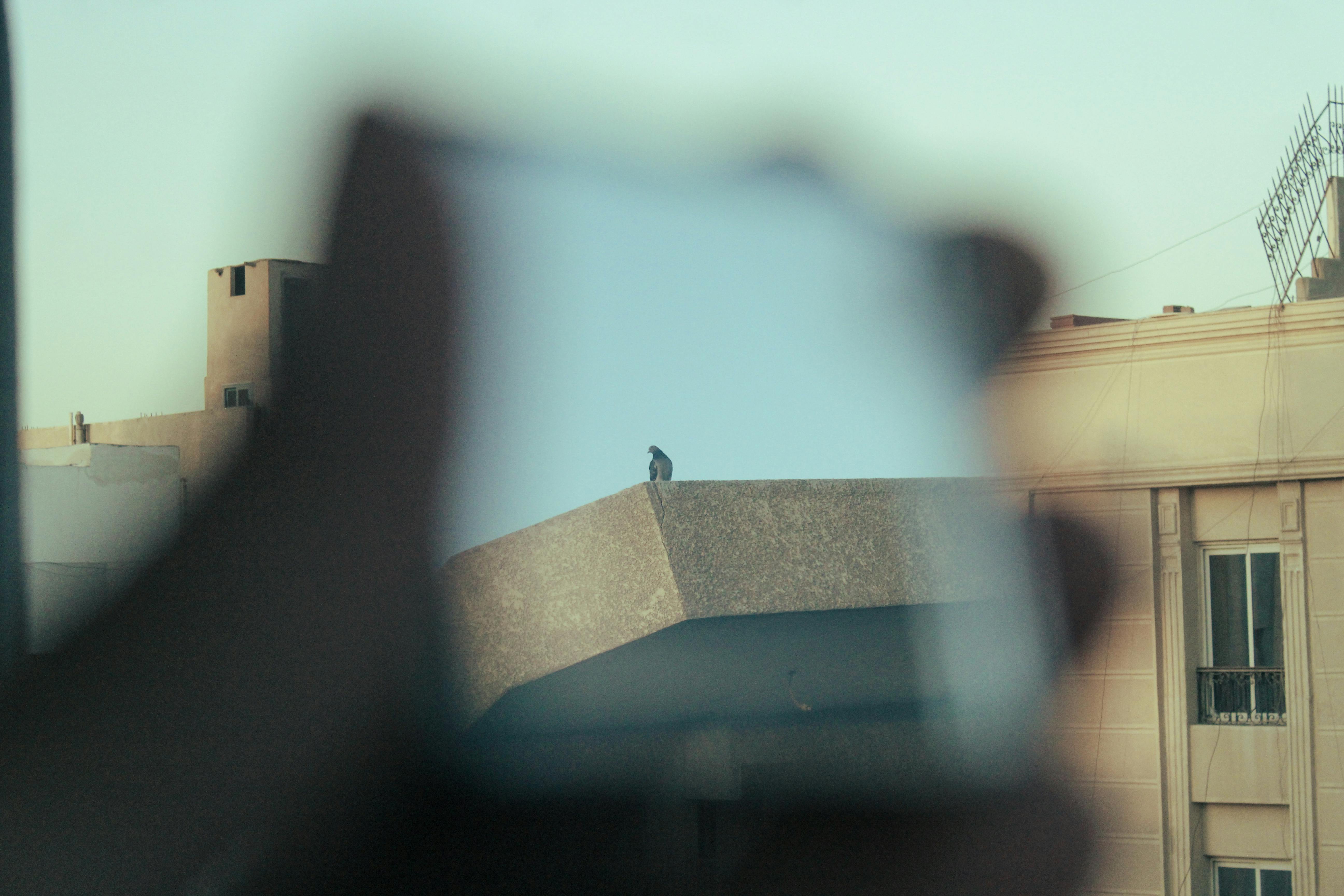 Mirror Reflection of Pigeon on Rooftop · Free Stock Photo