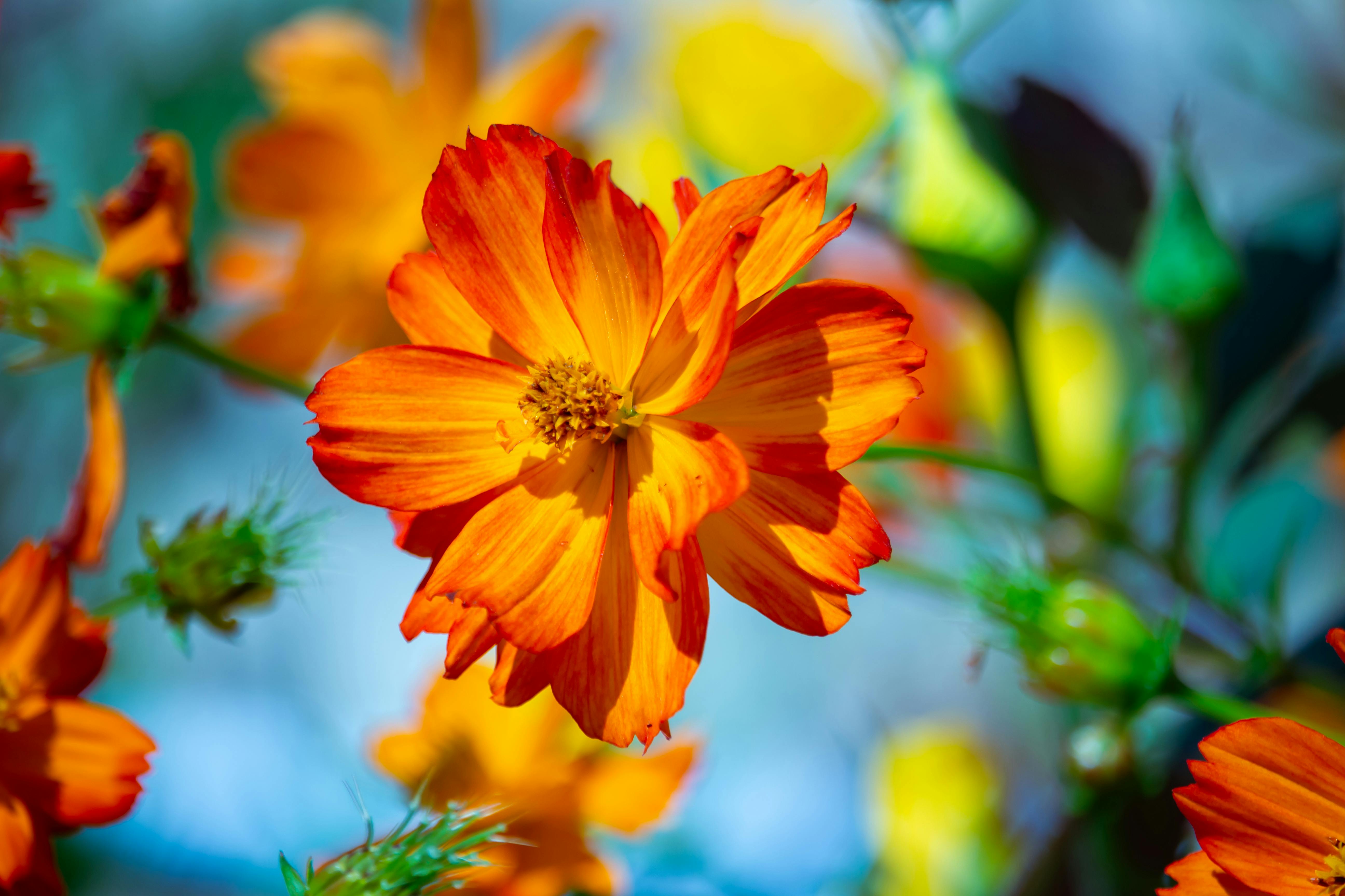 Michelle Hart - Photographie