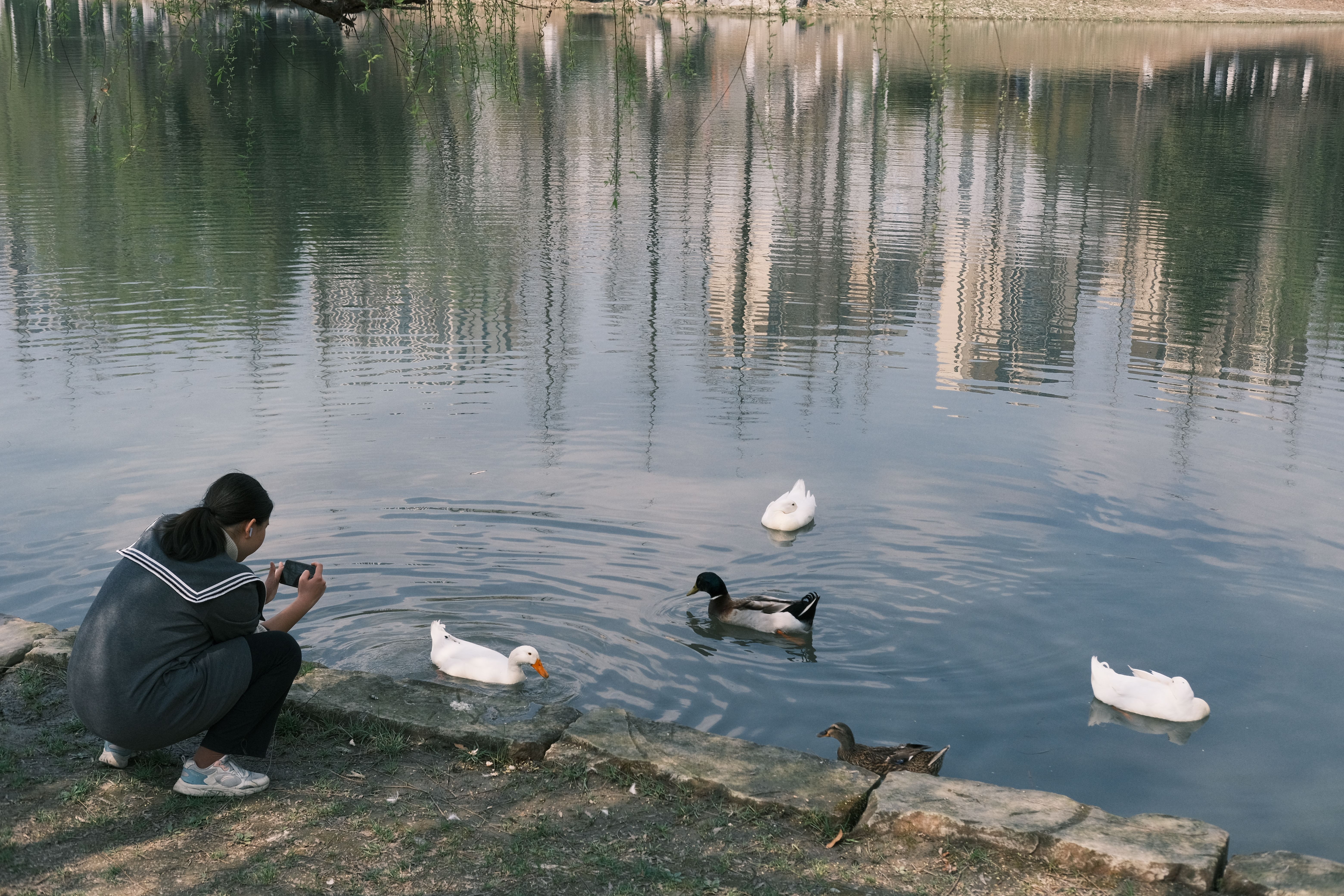 A man taking a picture of ducks by the water · Free Stock Photo