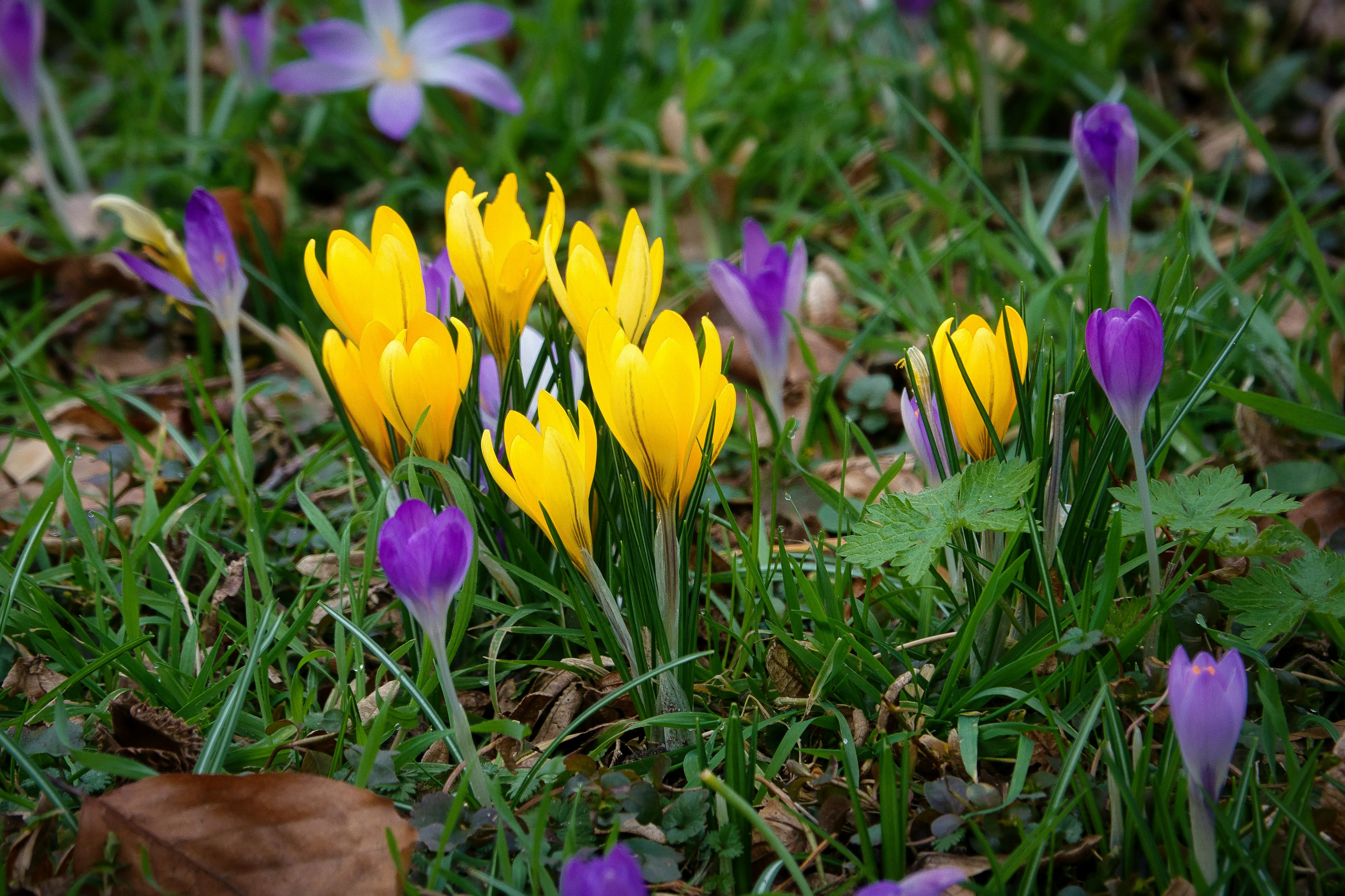 Yellow and Purple Crocuses in the Grass · Free Stock Photo