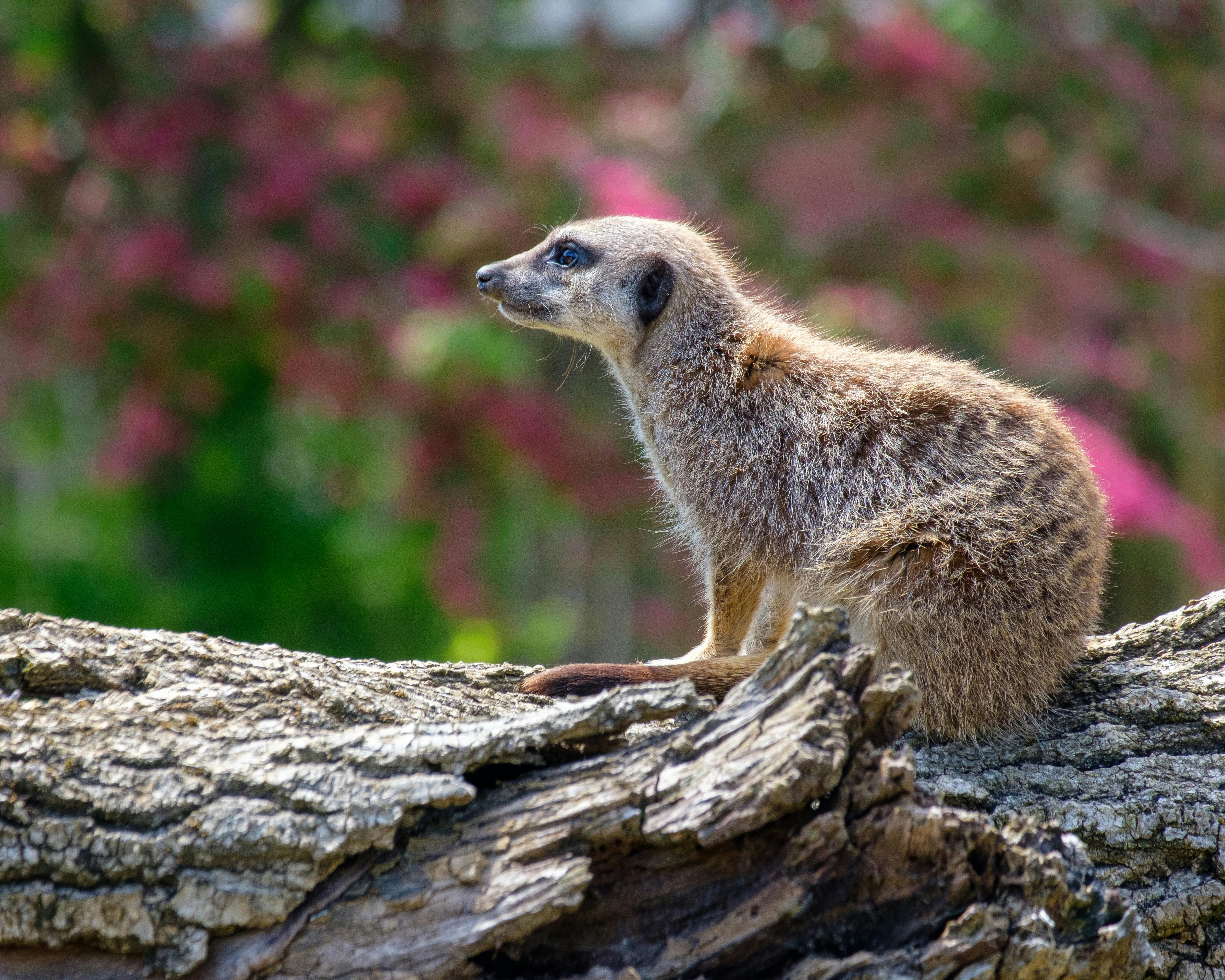 Close-up of a Meerkat Sitting on a Tree Branch · Free Stock Photo