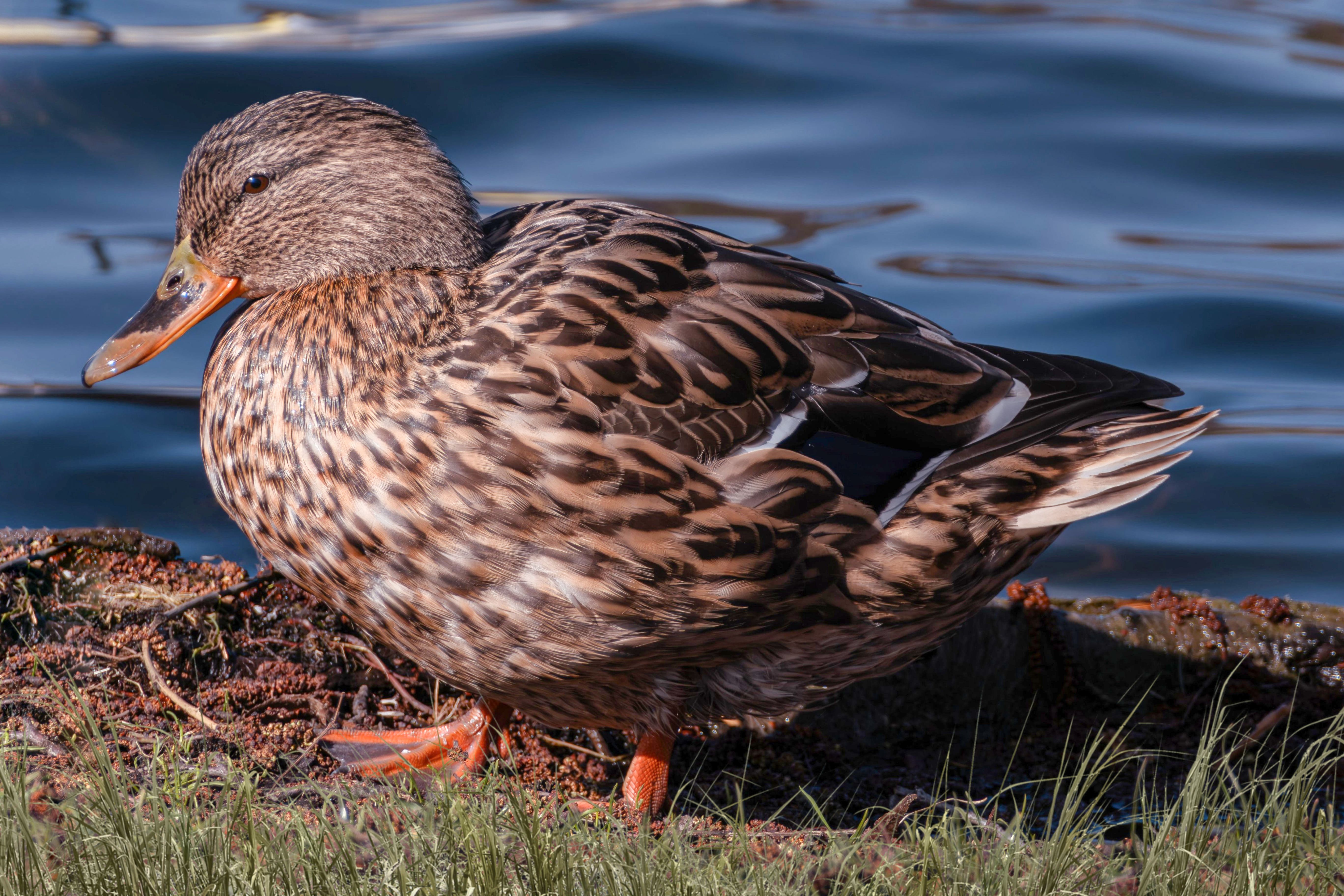 Close-up of a Duck Standing on the Ground near a Body of Water · Free ...