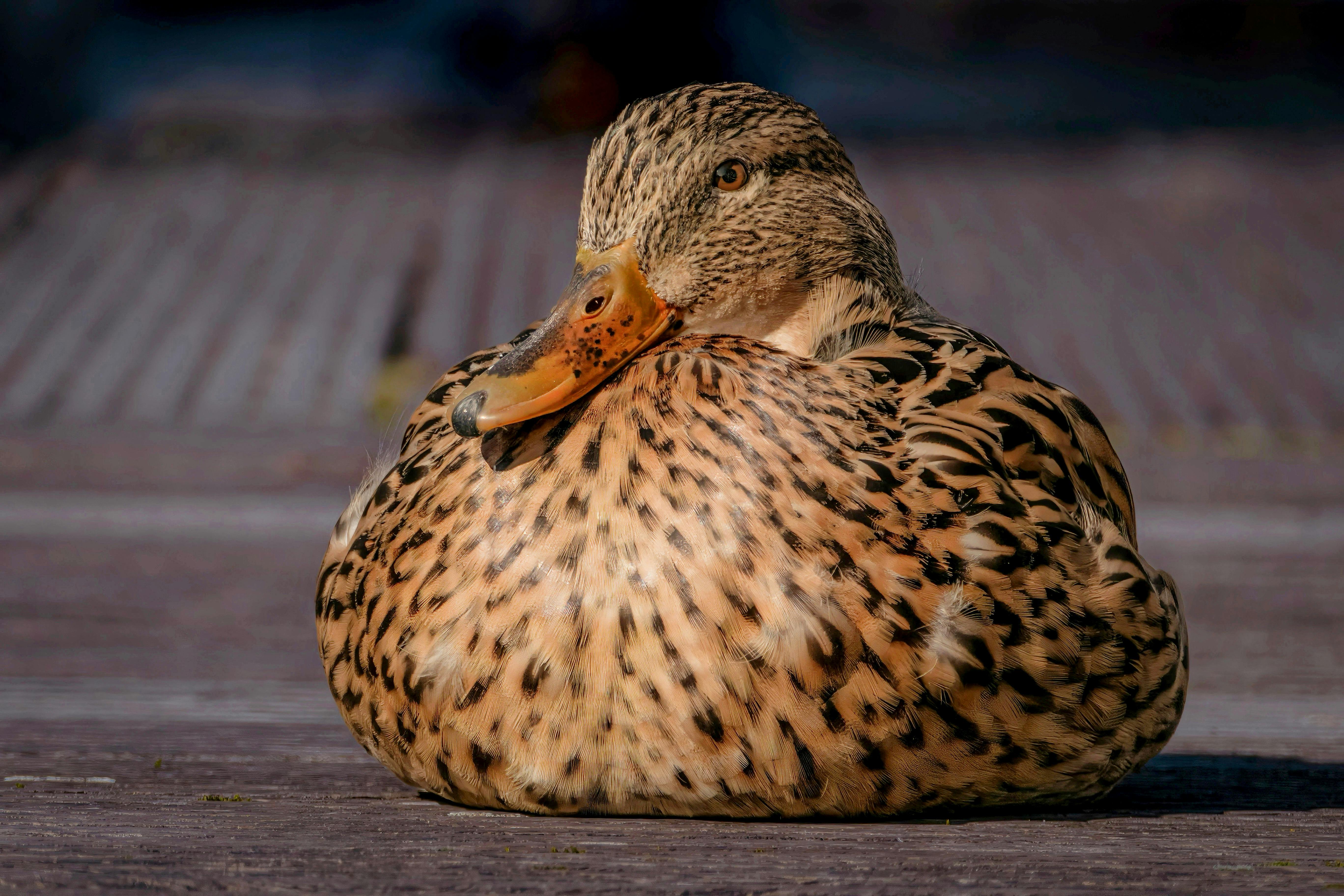 Closeup of a Speckled Duck on a Jetty · Free Stock Photo