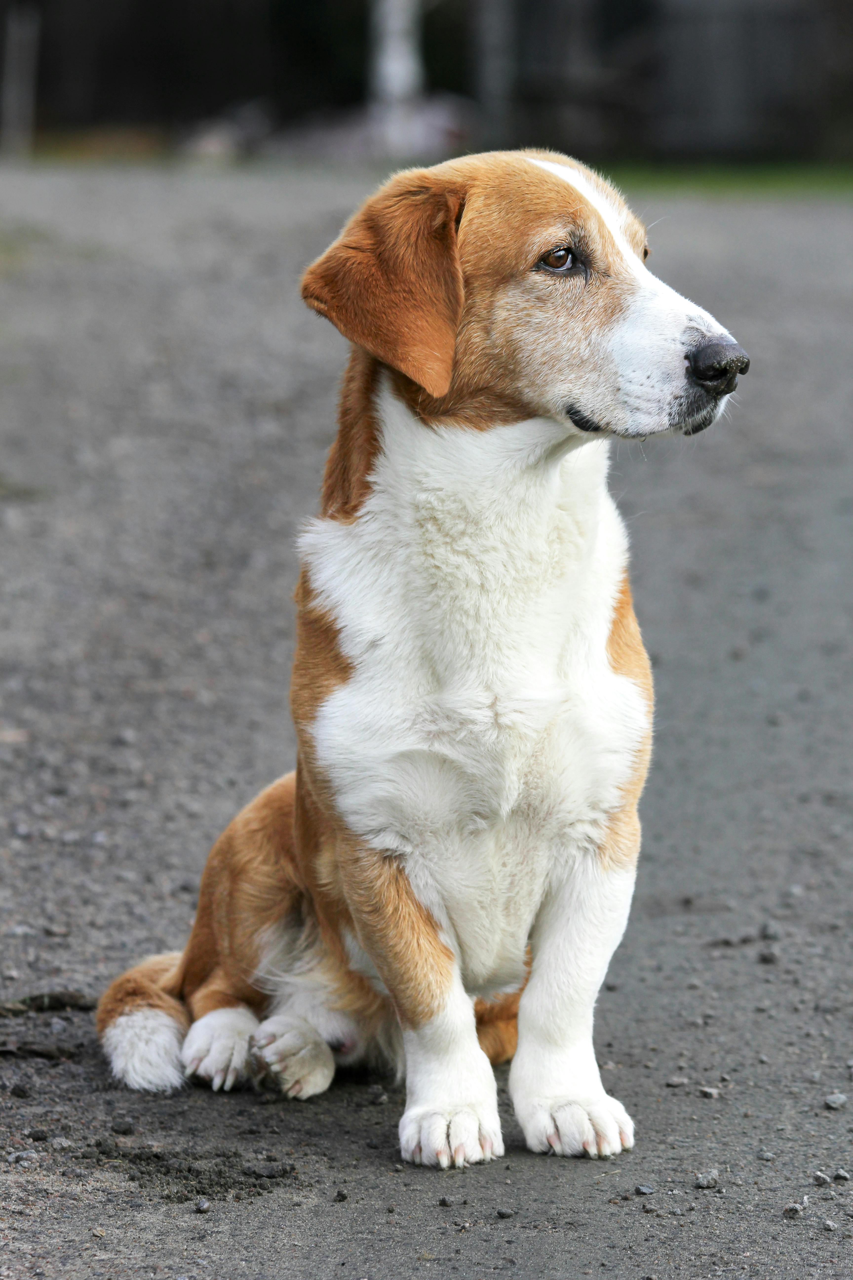 Drever Photos, Download The BEST Free Drever Stock Photos & HD Images