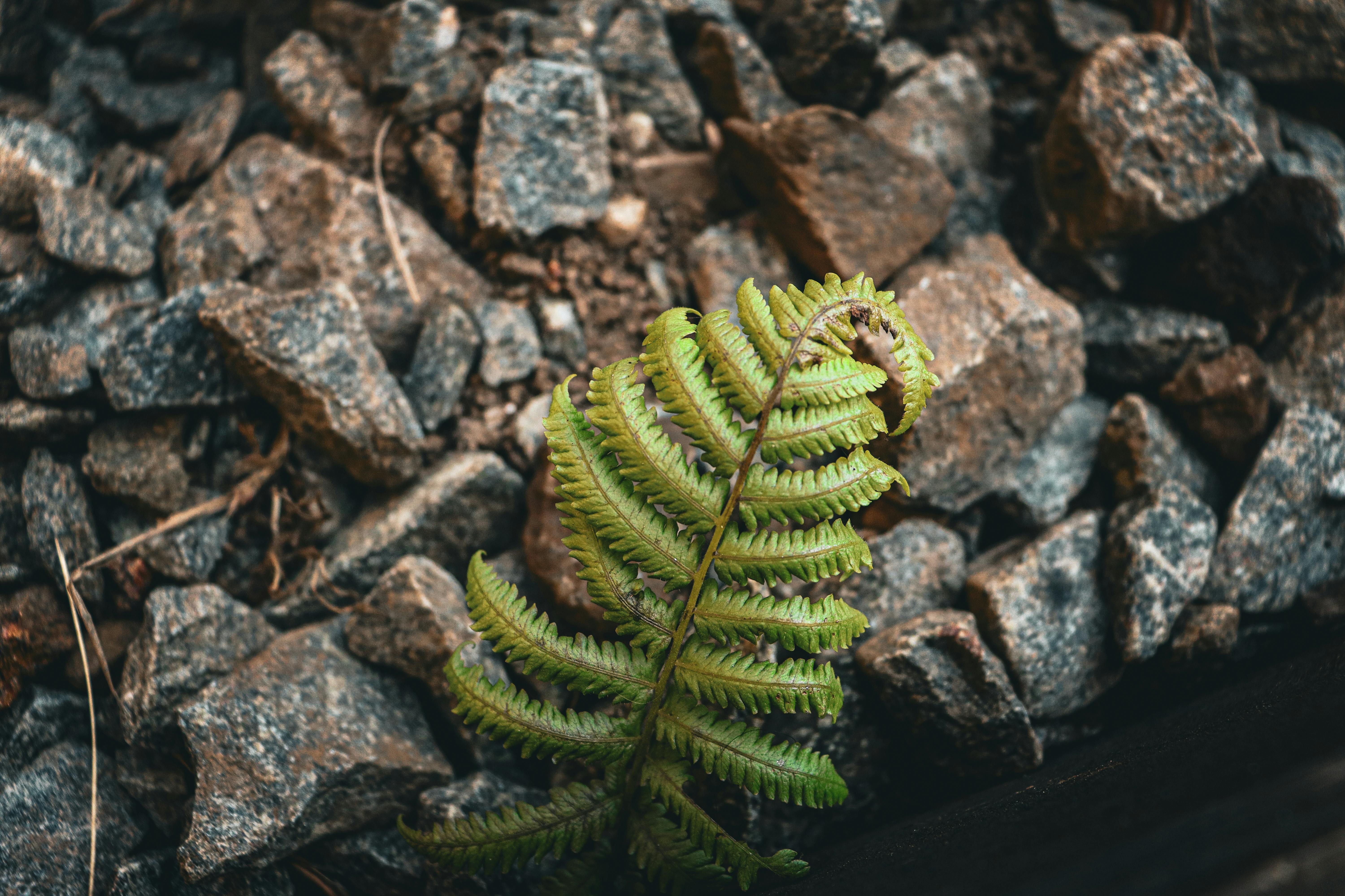 Close-up of a Fern · Free Stock Photo