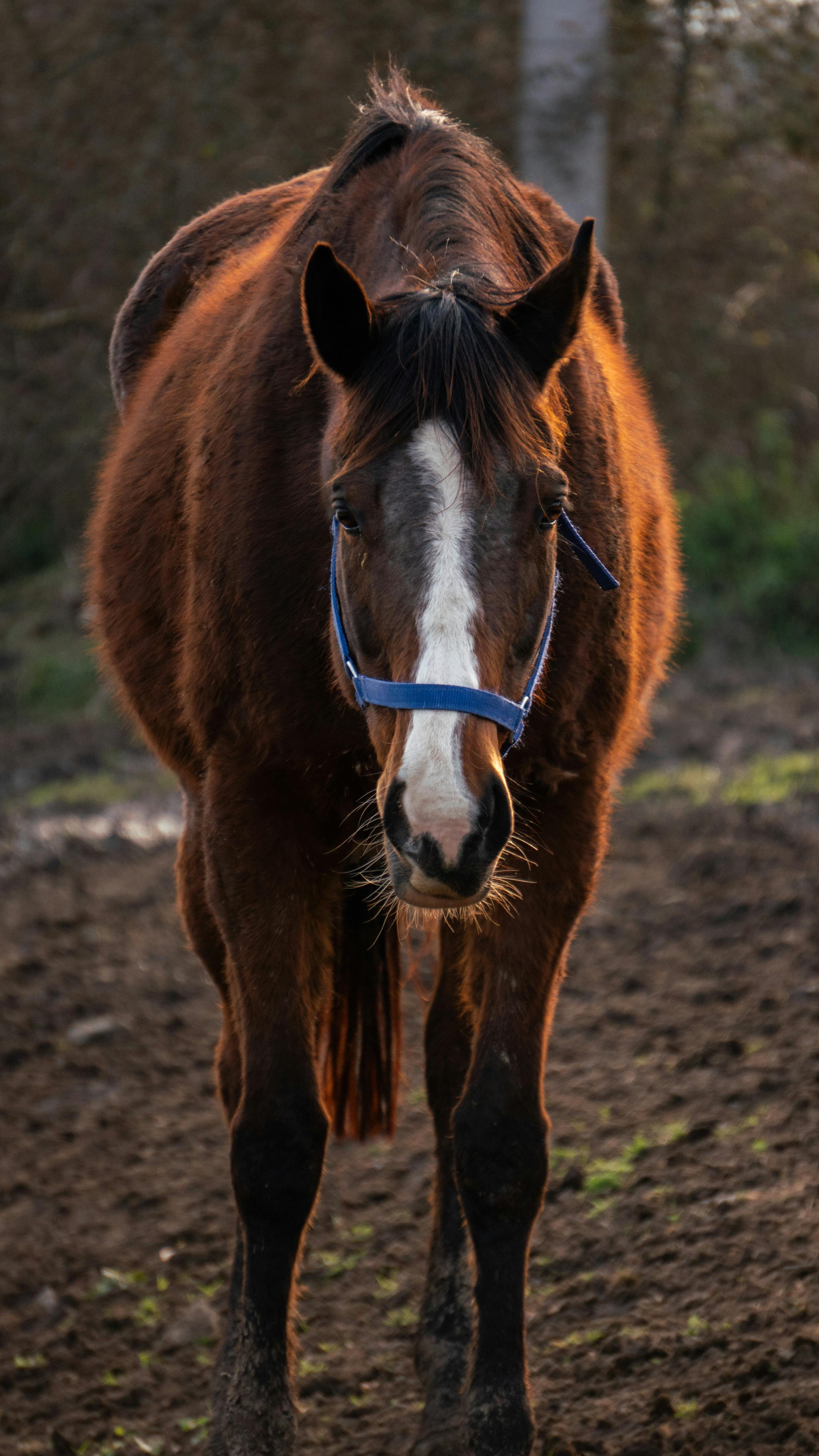Front View of a Horse · Free Stock Photo