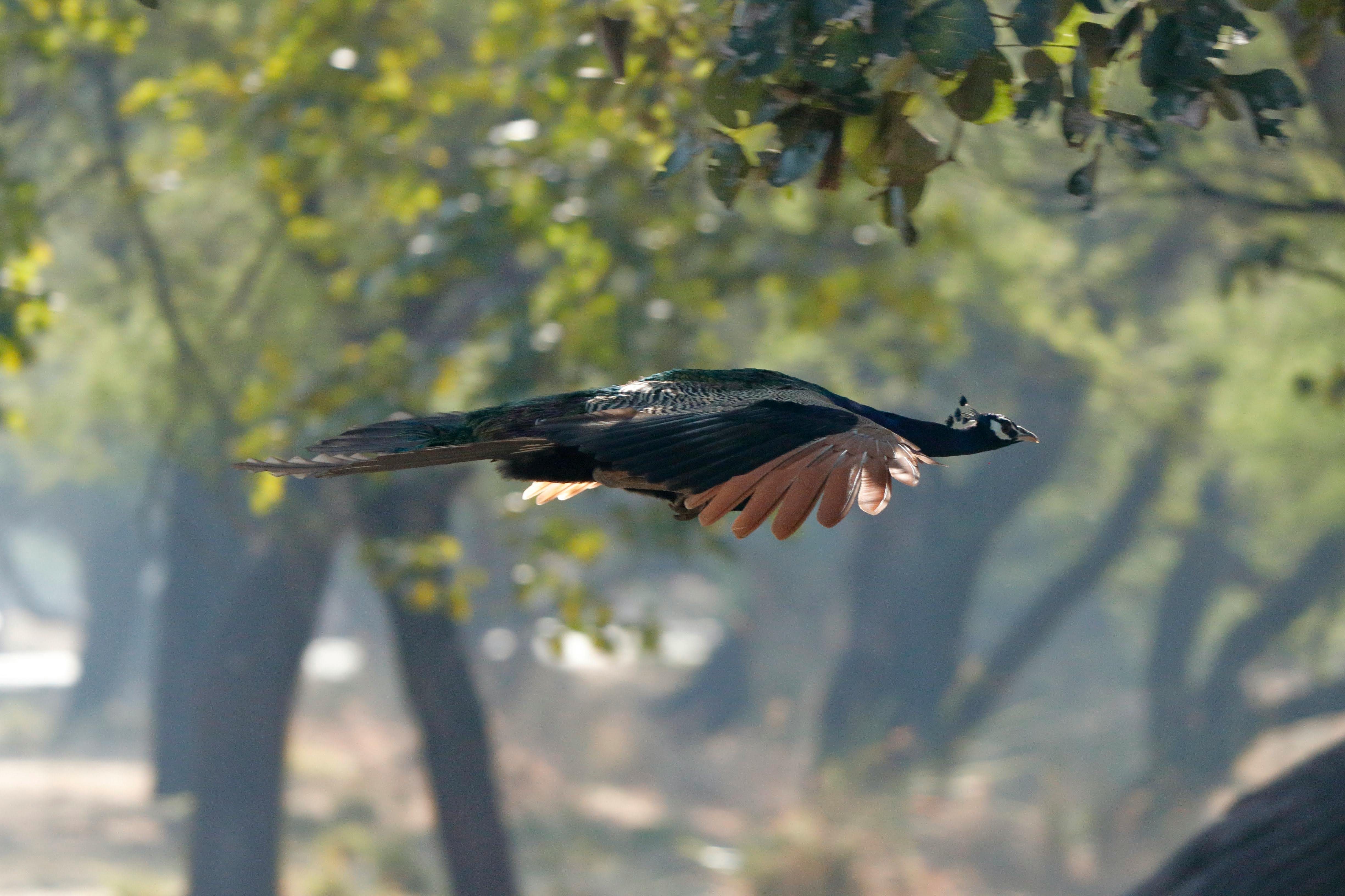 Indian Peafowl Flying Under Trees · Free Stock Photo