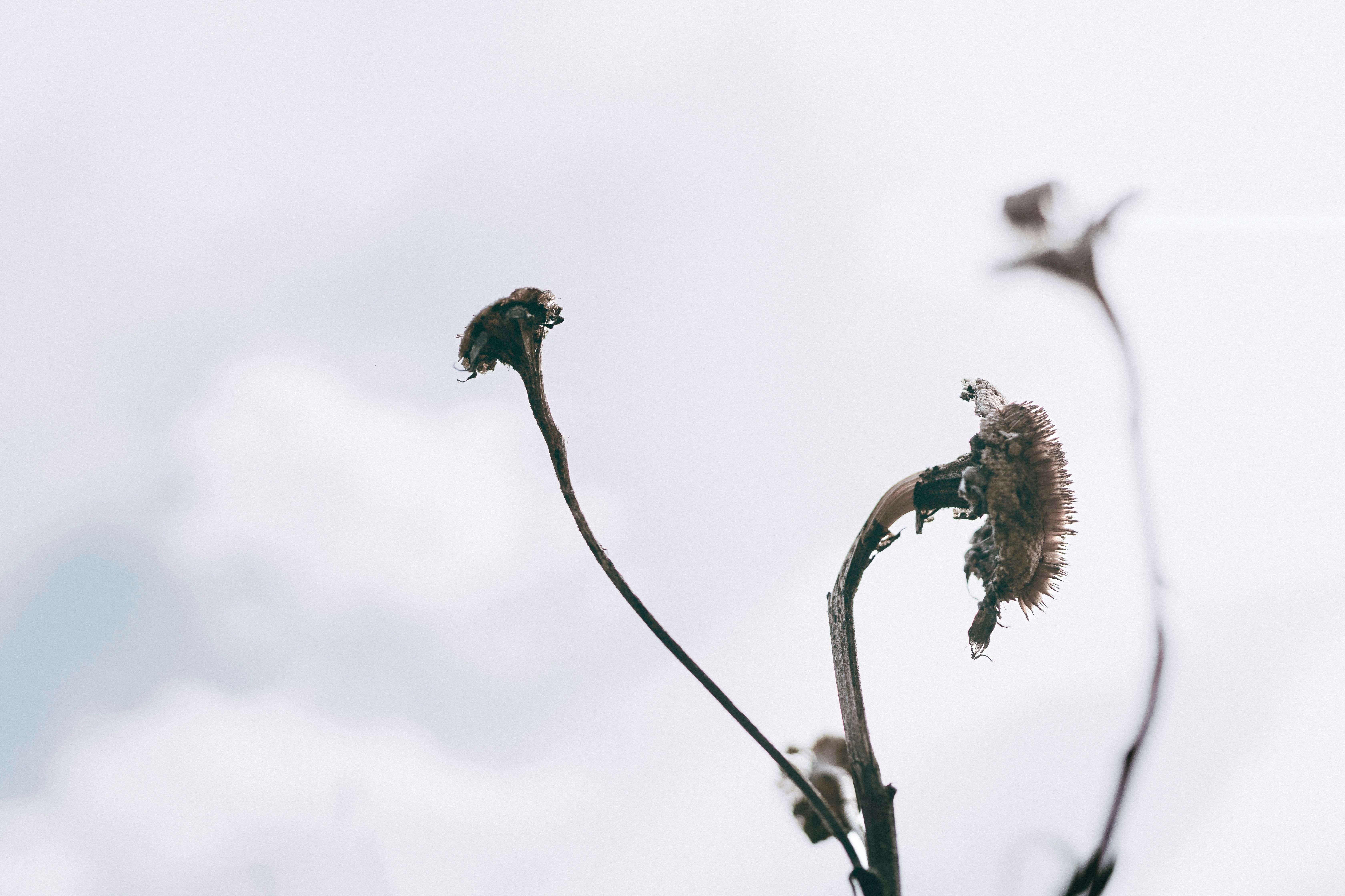 Dead Sunflowers Against a Cloudy Sky · Free Stock Photo