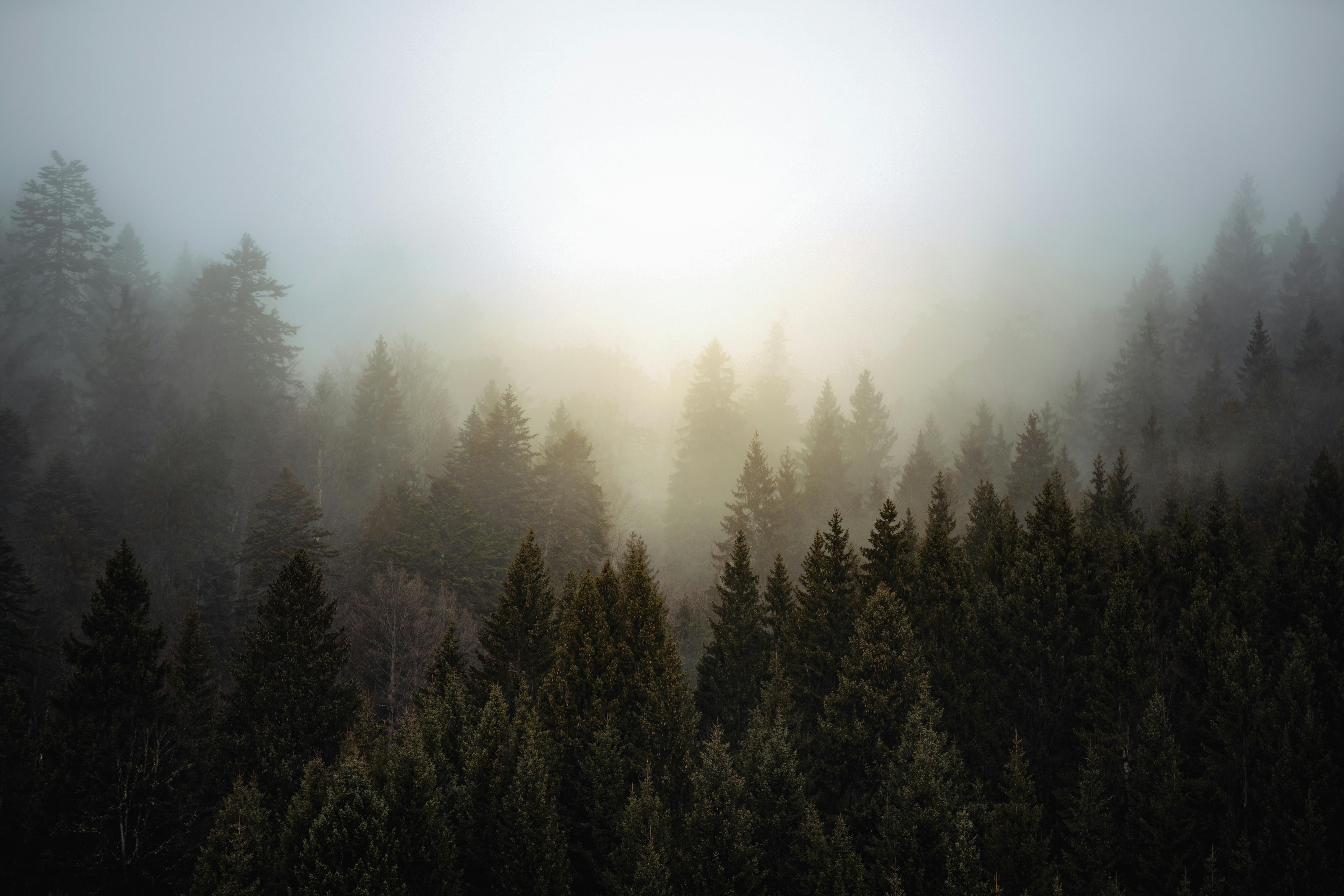 Fog over Evergreen Forest · Free Stock Photo