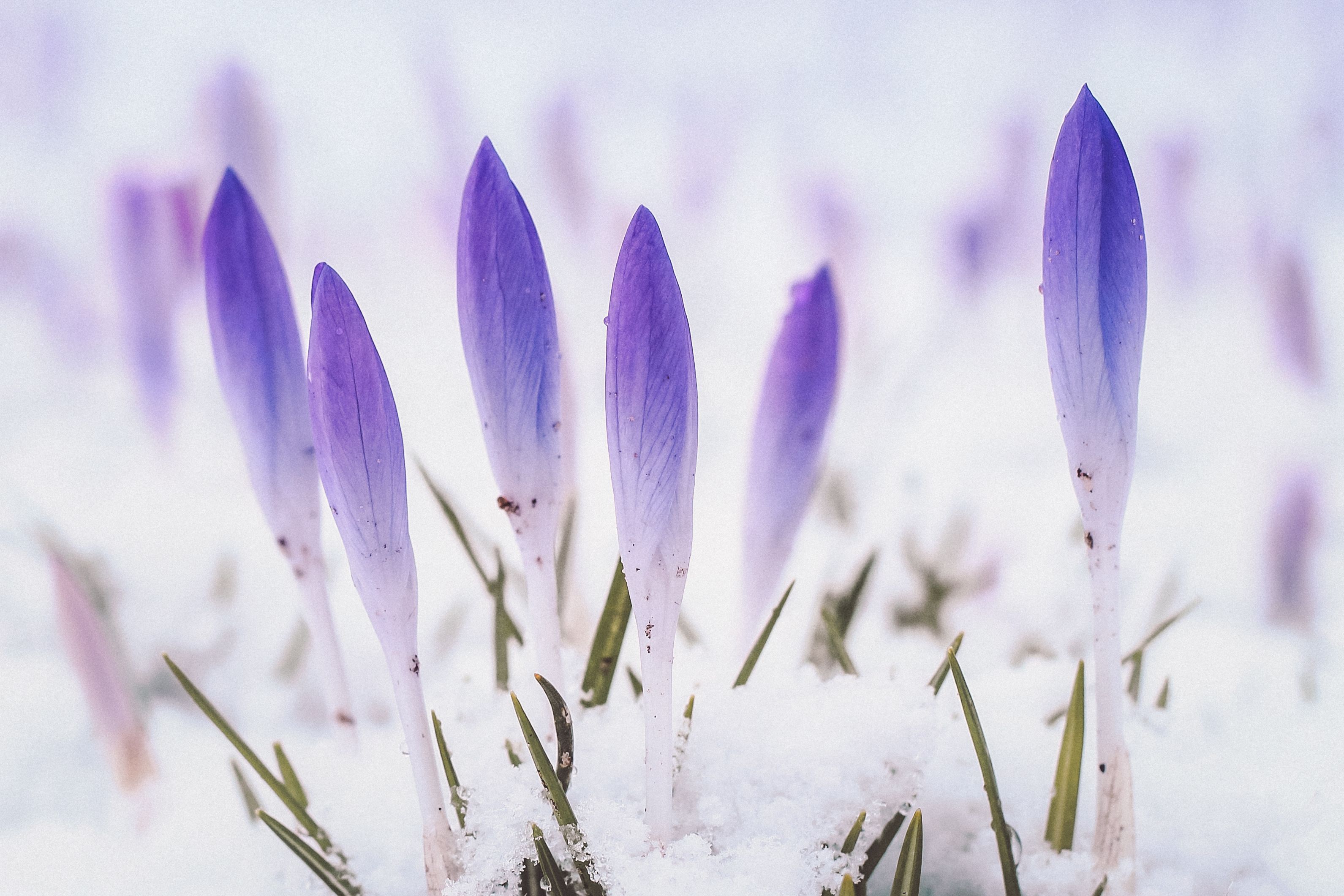 Crocus In Snow Photos, Download The BEST Free Crocus In Snow Stock ...