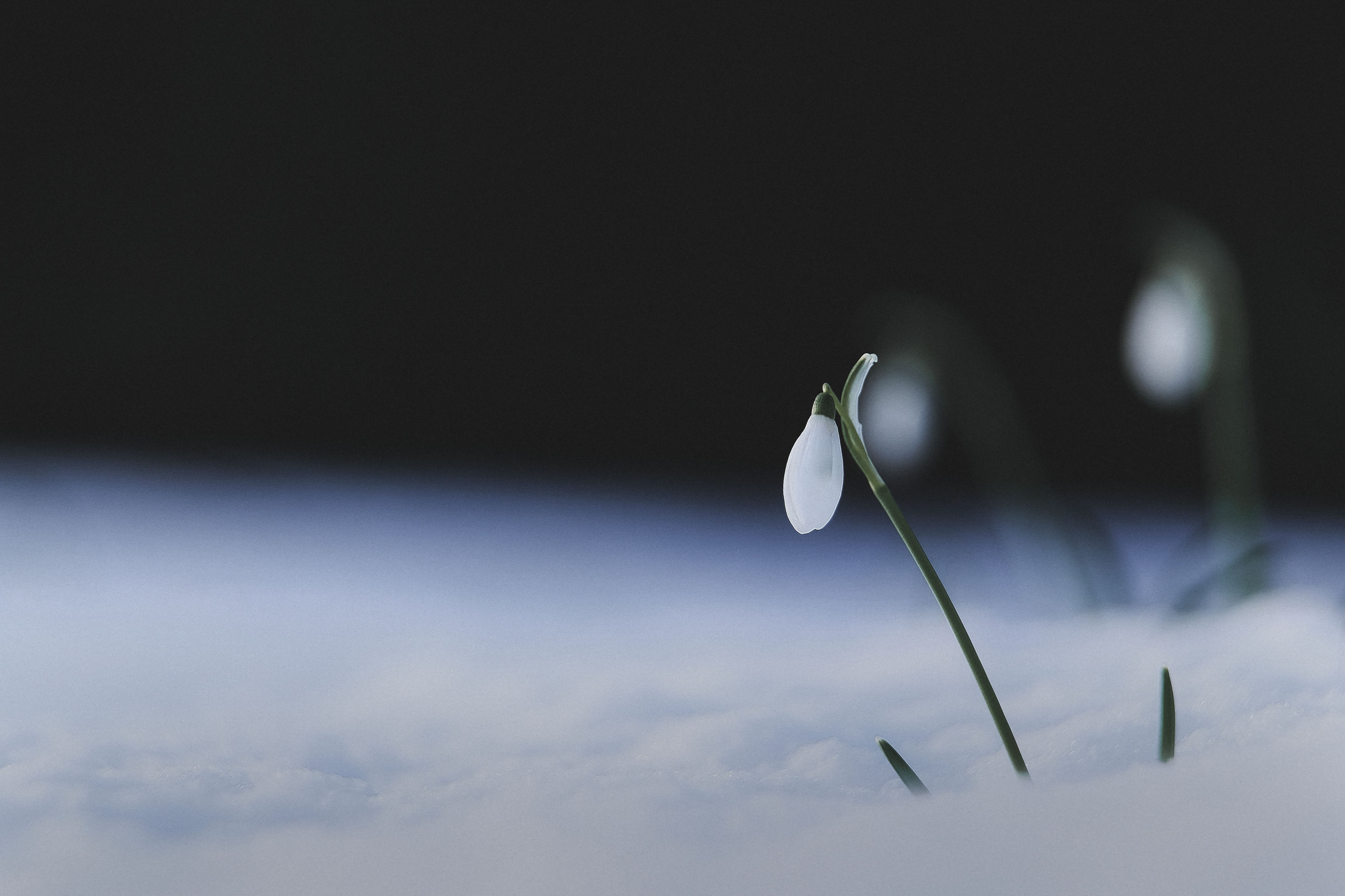 Close-up of a Snowdrop · Free Stock Photo