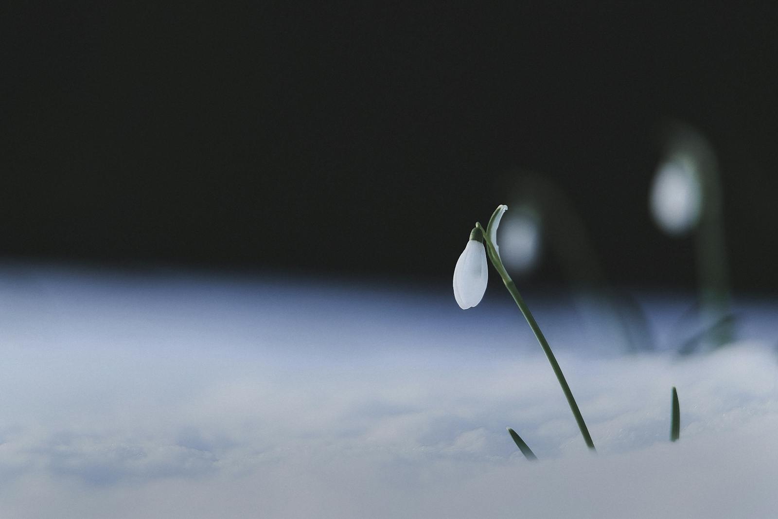 Snowdrop Photos, Download The BEST Free Snowdrop Stock Photos & HD Images