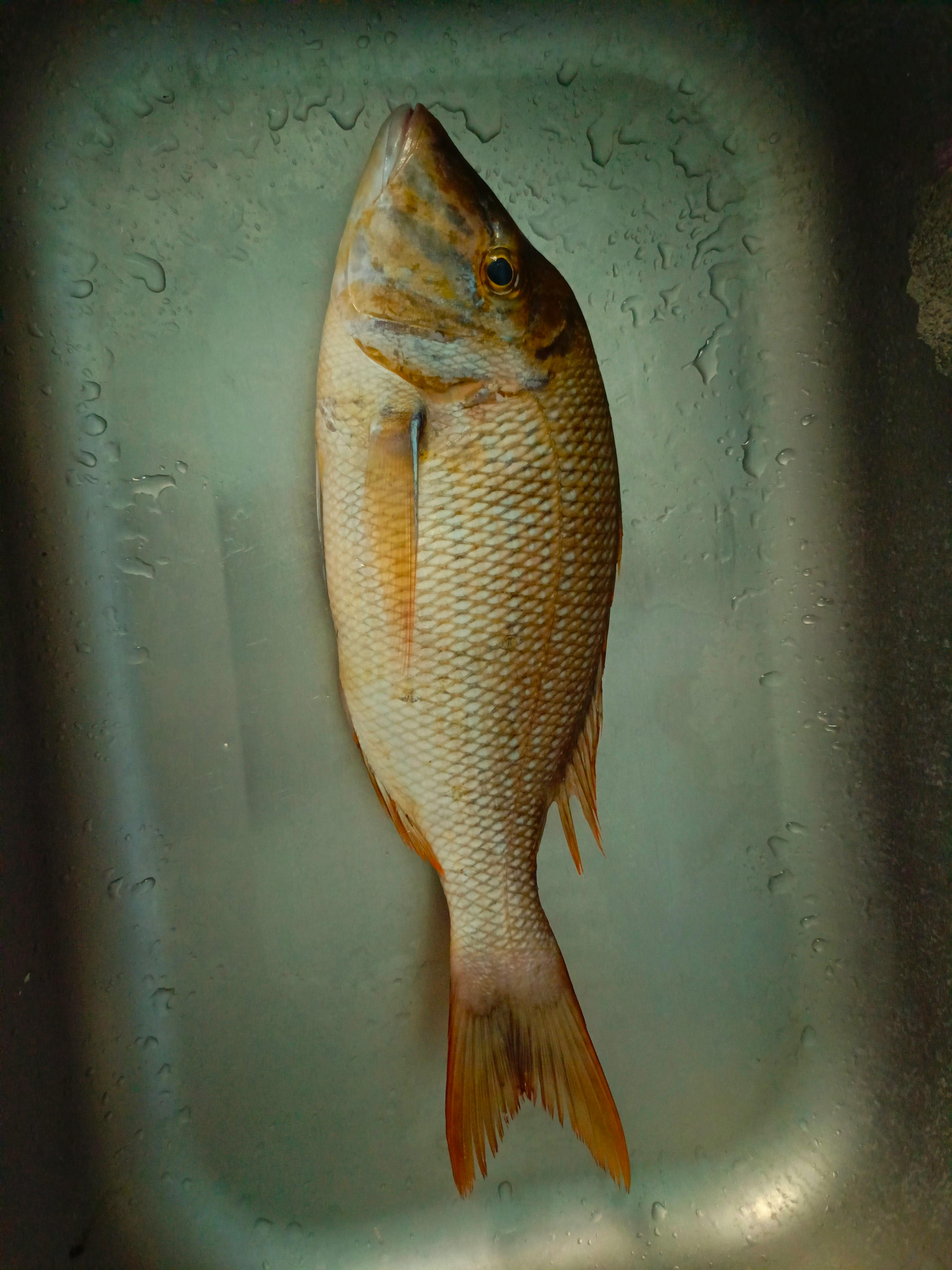 Pez · Foto de stock gratuita