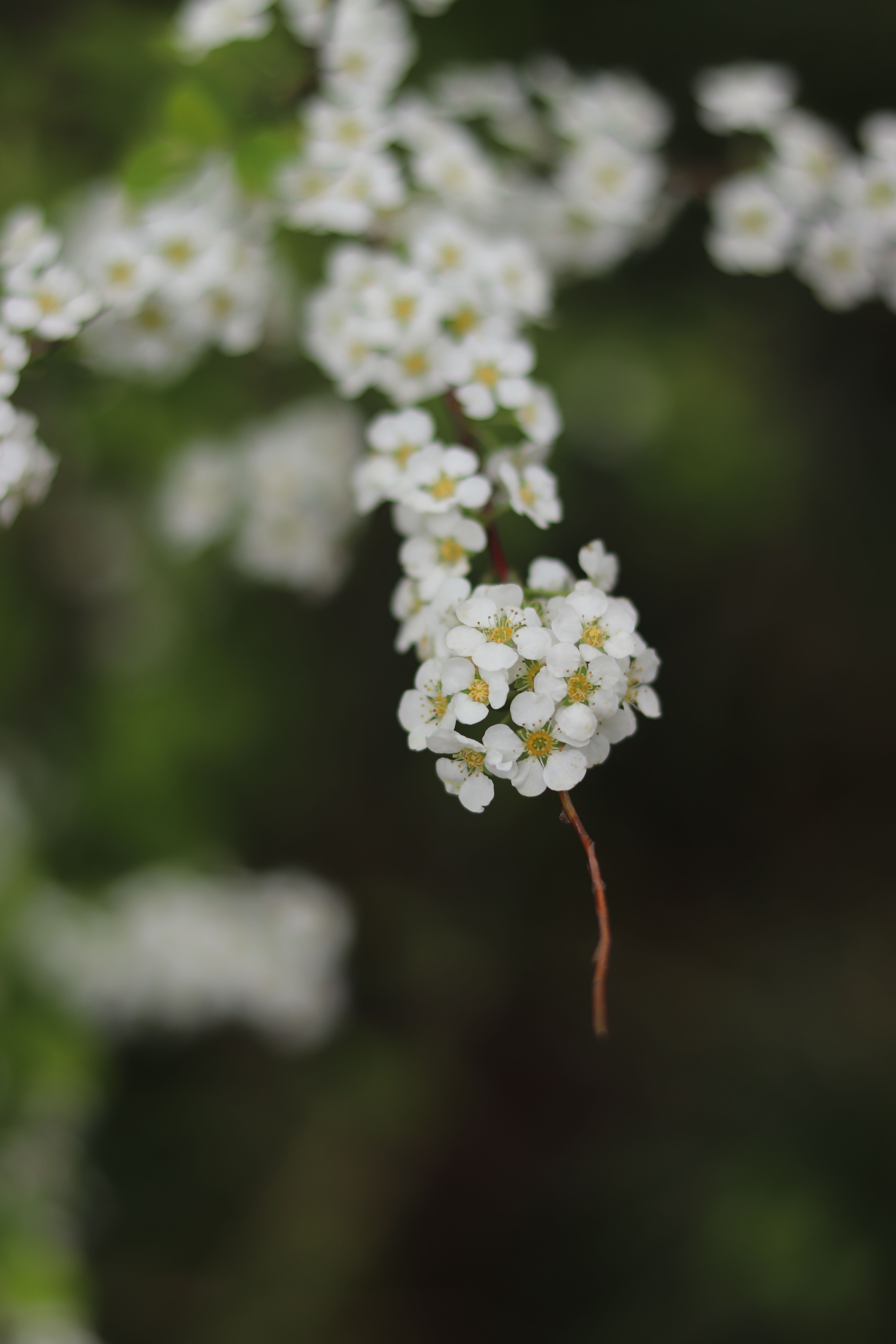Blooming white flowers on thin stems in field in nature · Free Stock Photo