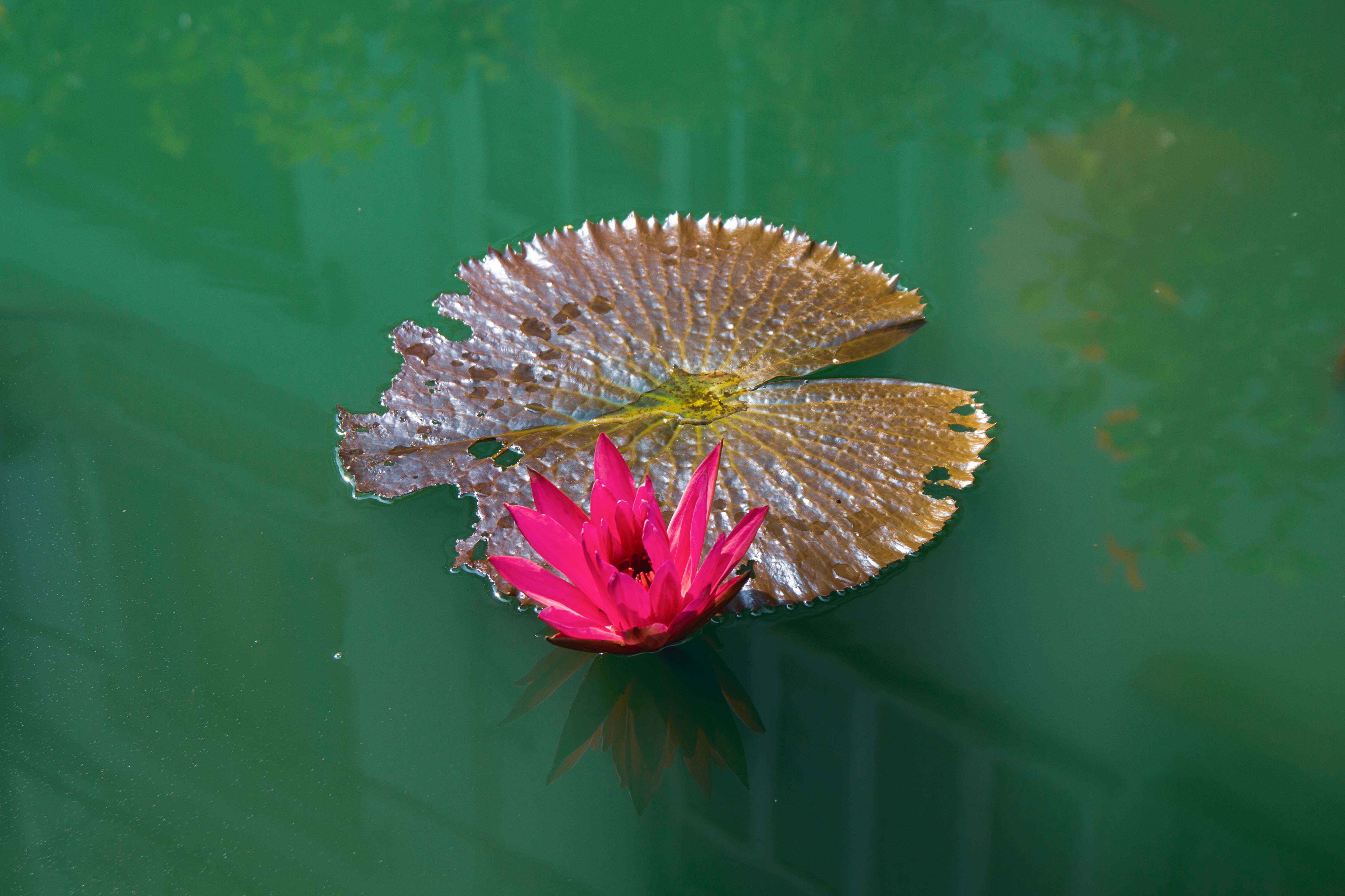 Pink Lotus Flower in a Swamp · Free Stock Photo