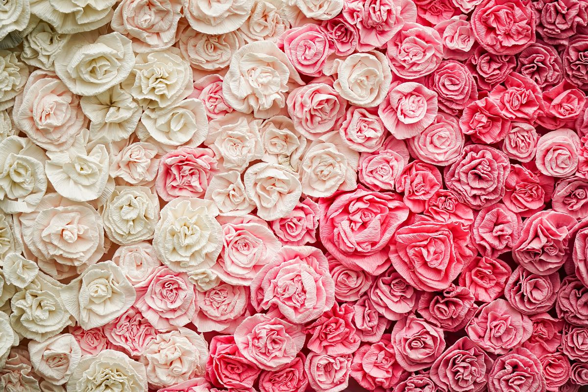 Roses Images Photos, Download The BEST Free Roses Images Stock Photos ...