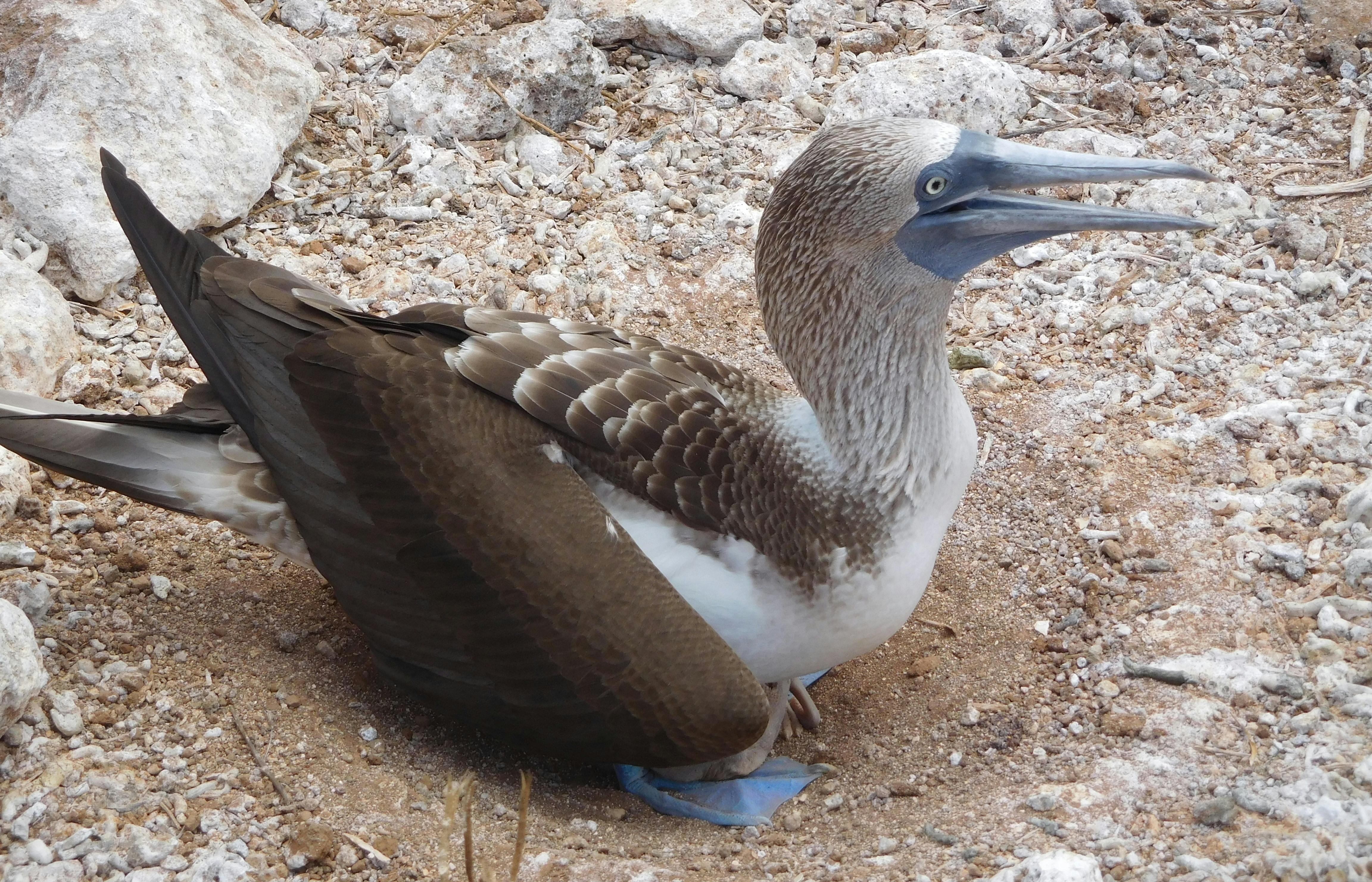 Blue-footed Booby Bird · Free Stock Photo
