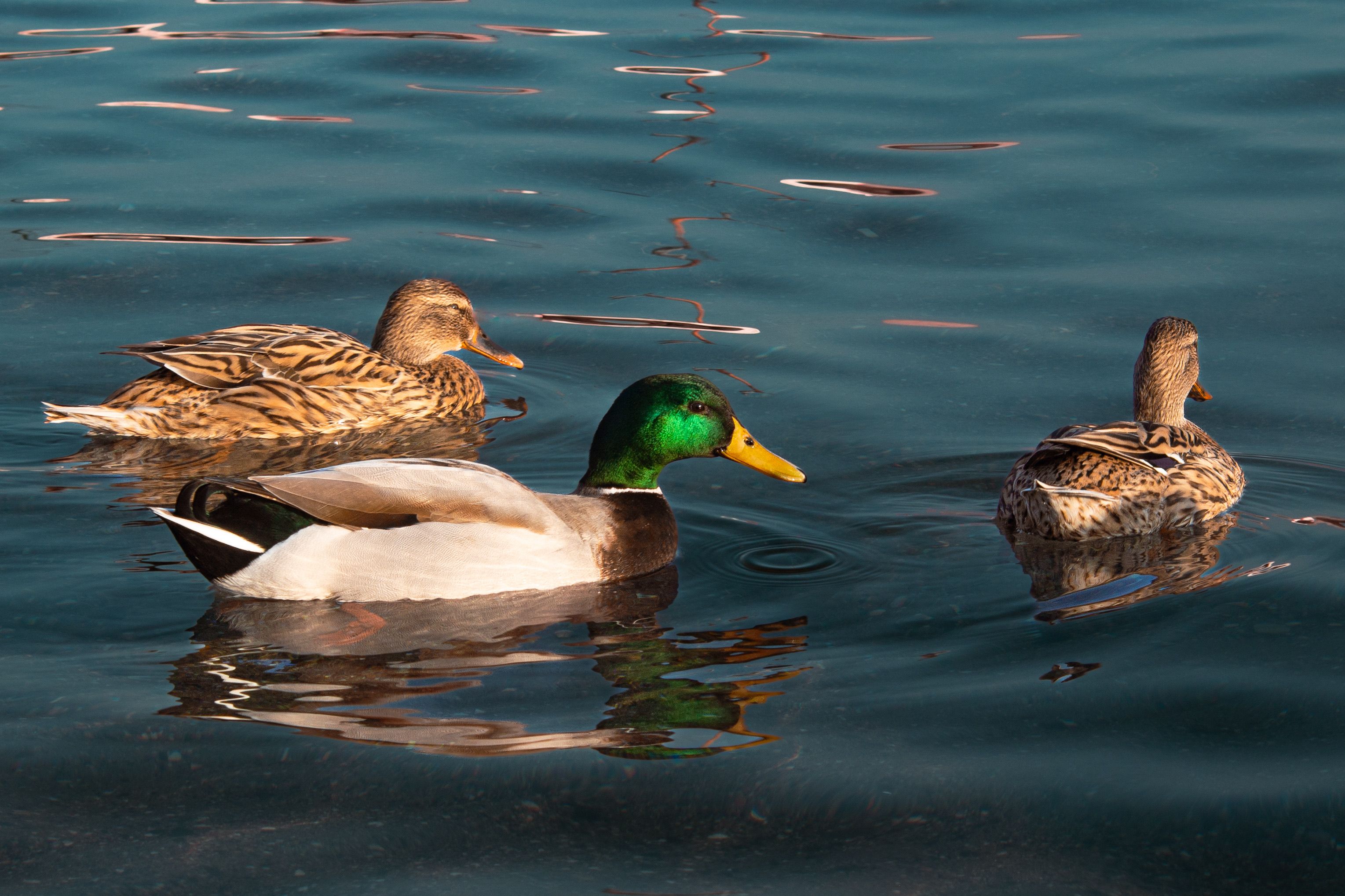 Ducks in Nature · Free Stock Photo