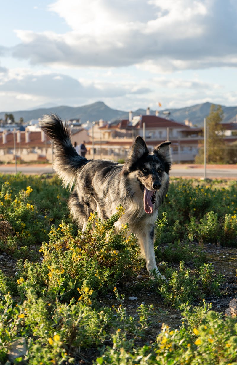 Dog In Field Photos, Download The BEST Free Dog In Field Stock Photos ...