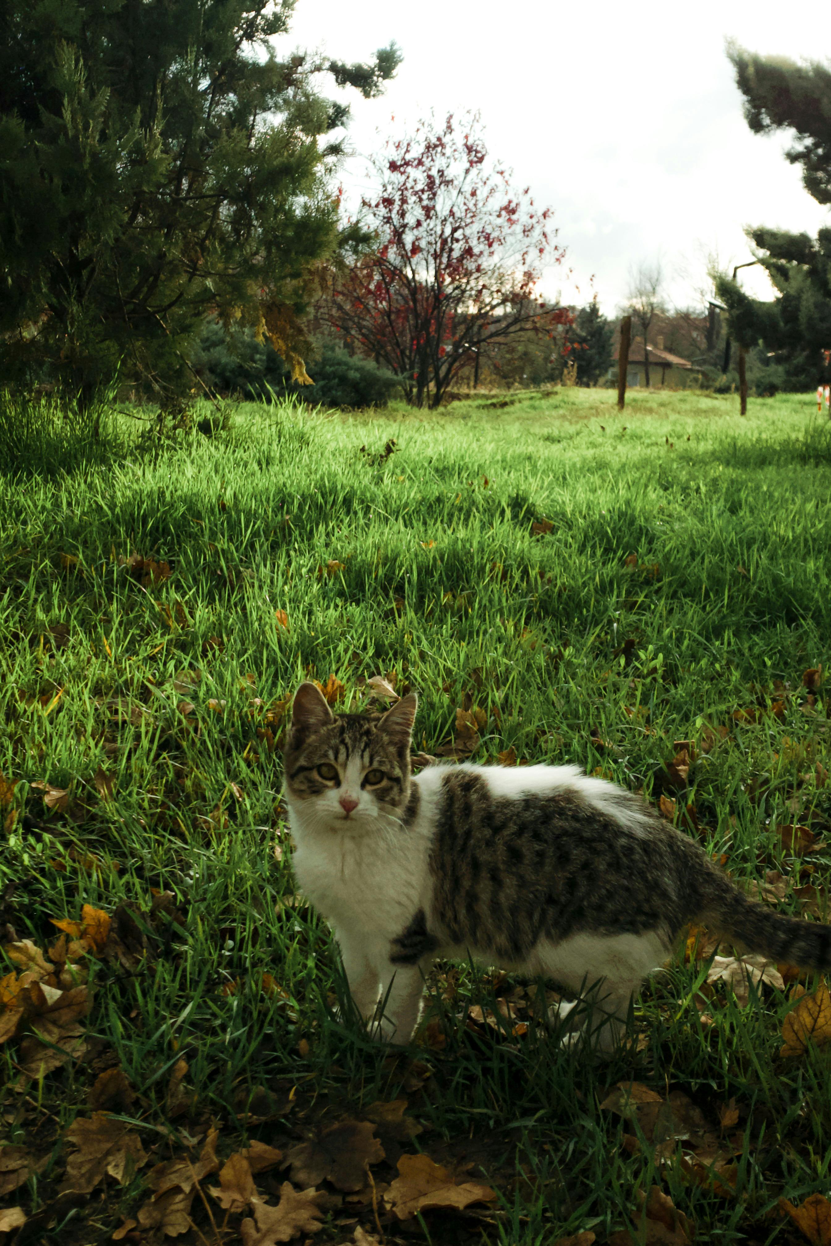 Cute Cat Landscape Photos, Download The BEST Free Cute Cat Landscape ...