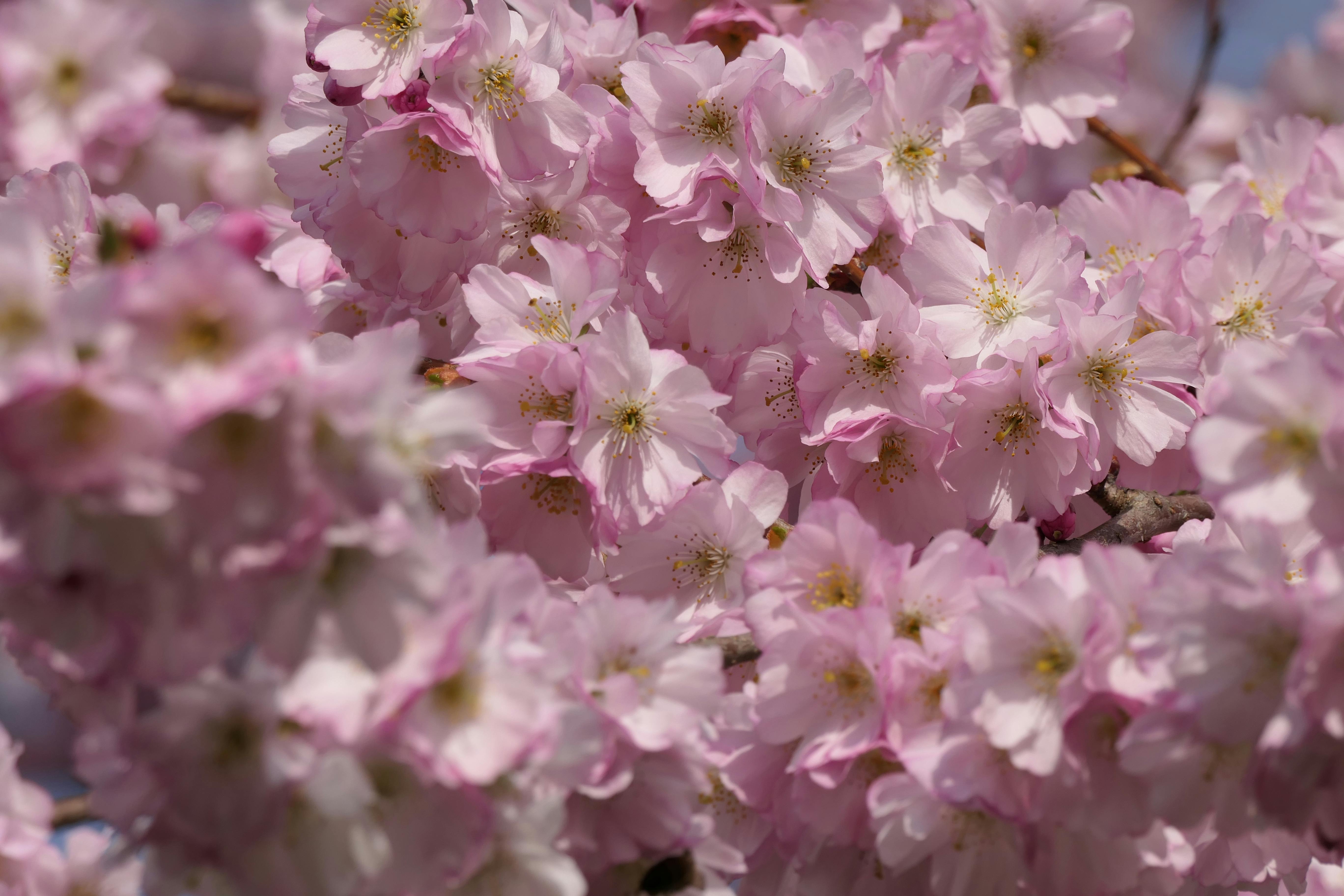 Plant Trees Photos, Download The BEST Free Plant Trees Stock Photos ...