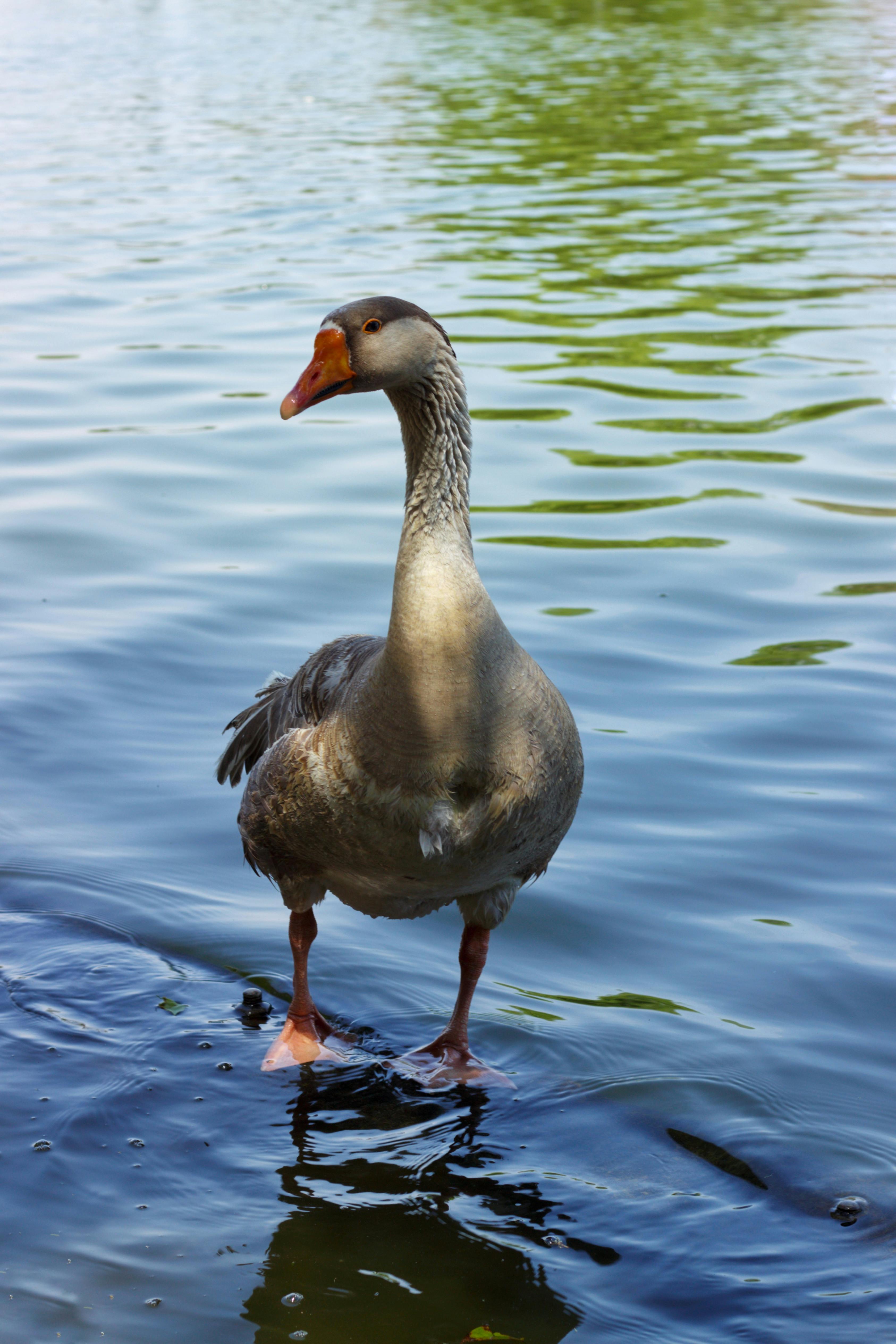 Goose Wading in Water · Free Stock Photo