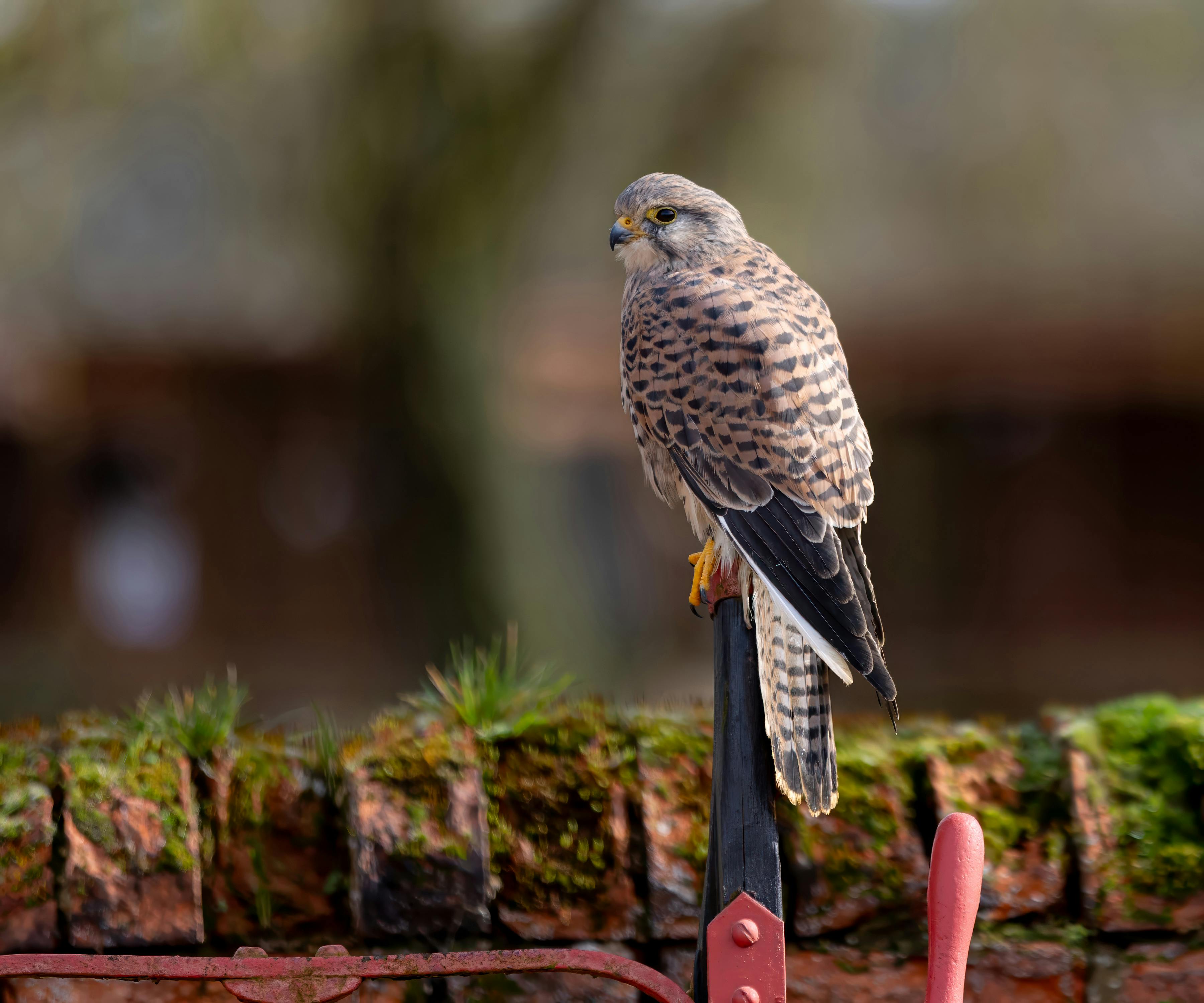 Falcon Perching on Fence · Free Stock Photo