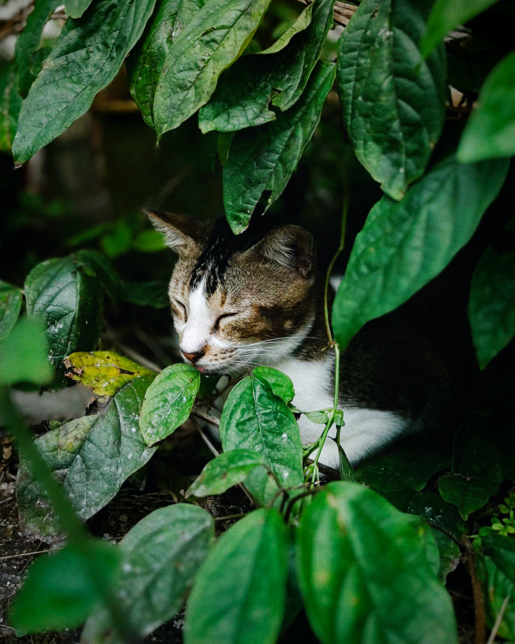 Foto profissional gratuita de @exterior, animais selvagens, animal ...