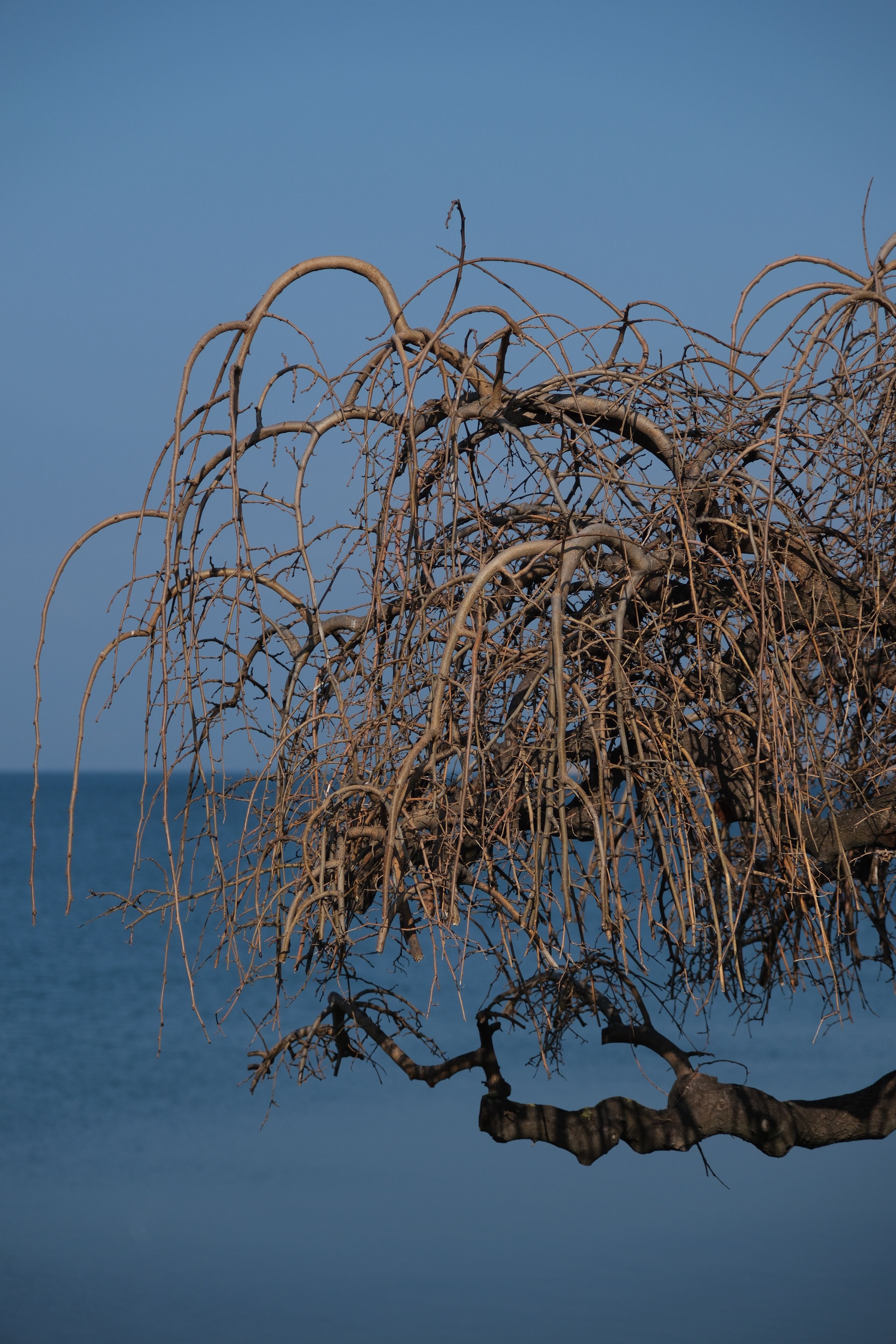 Leafless Willow Tree Bending over Sea · Free Stock Photo