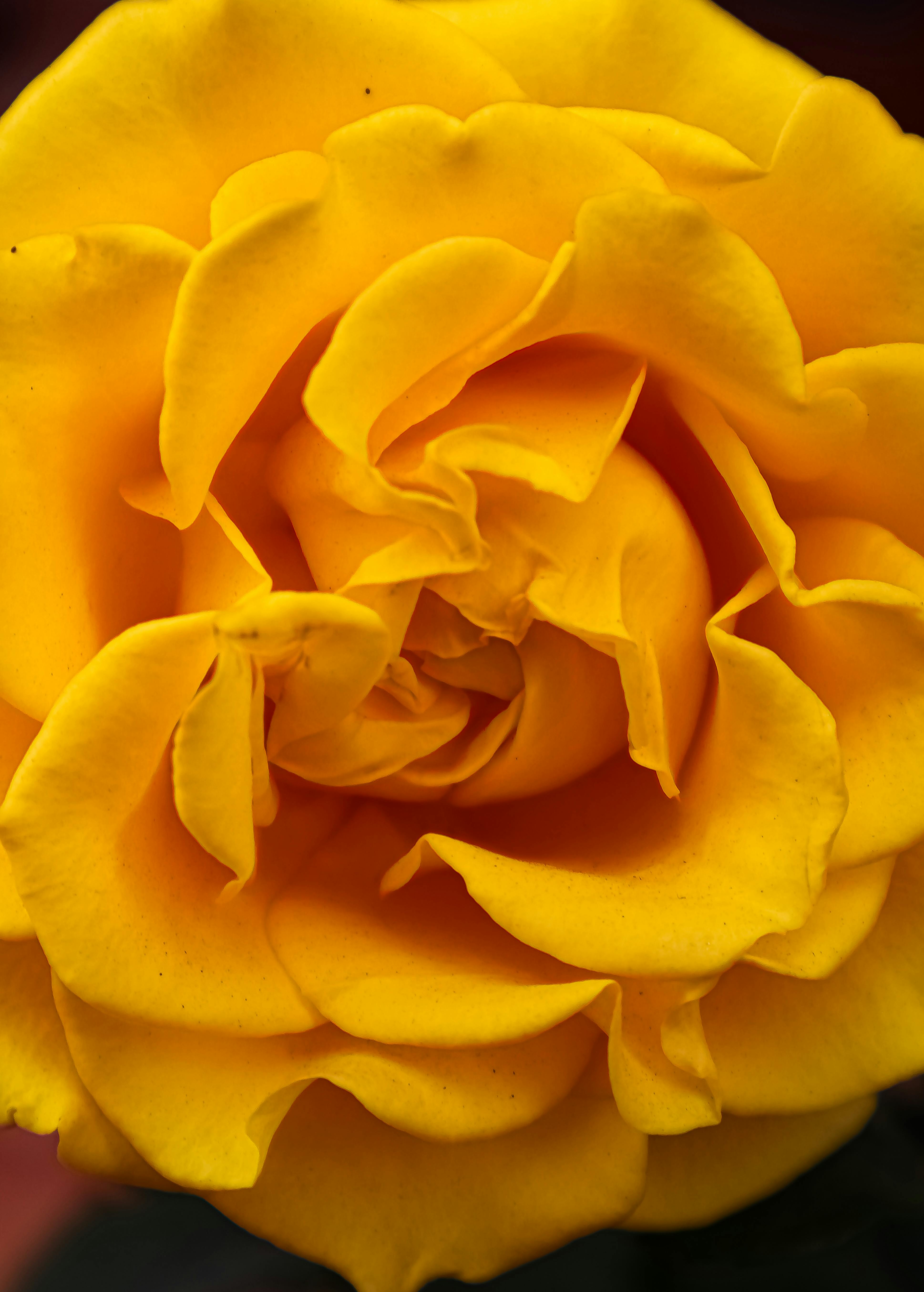 Close-up of a Bright Yellow Rose · Free Stock Photo