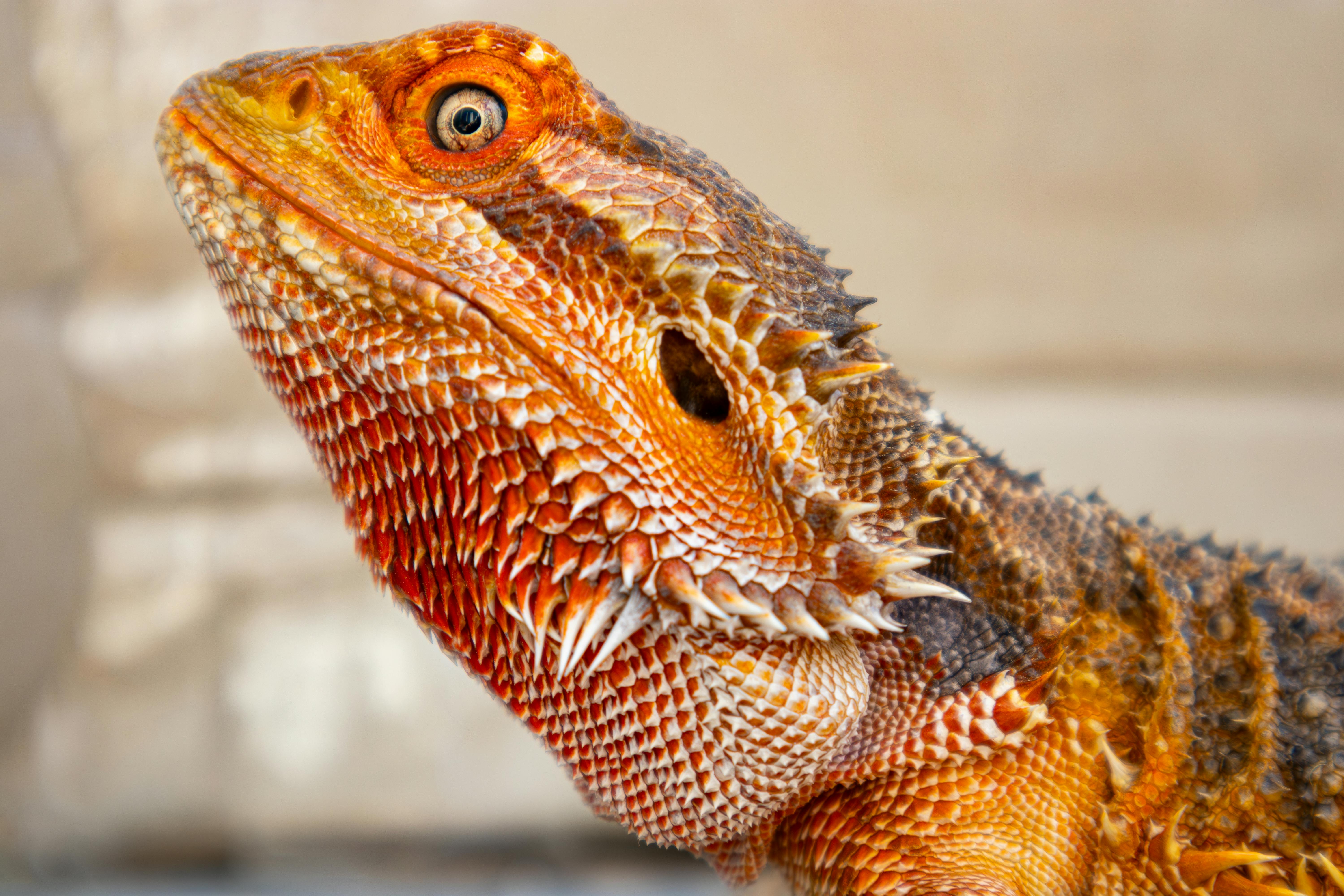 Brown Commodo Dragon · Free Stock Photo