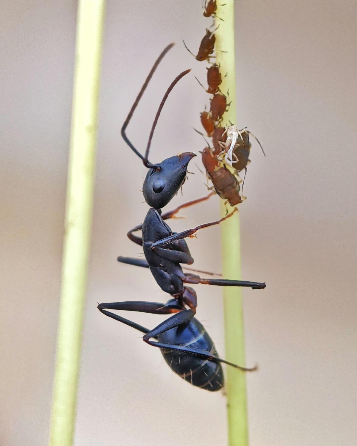 Ant Images Photos, Download The BEST Free Ant Images Stock Photos & HD ...