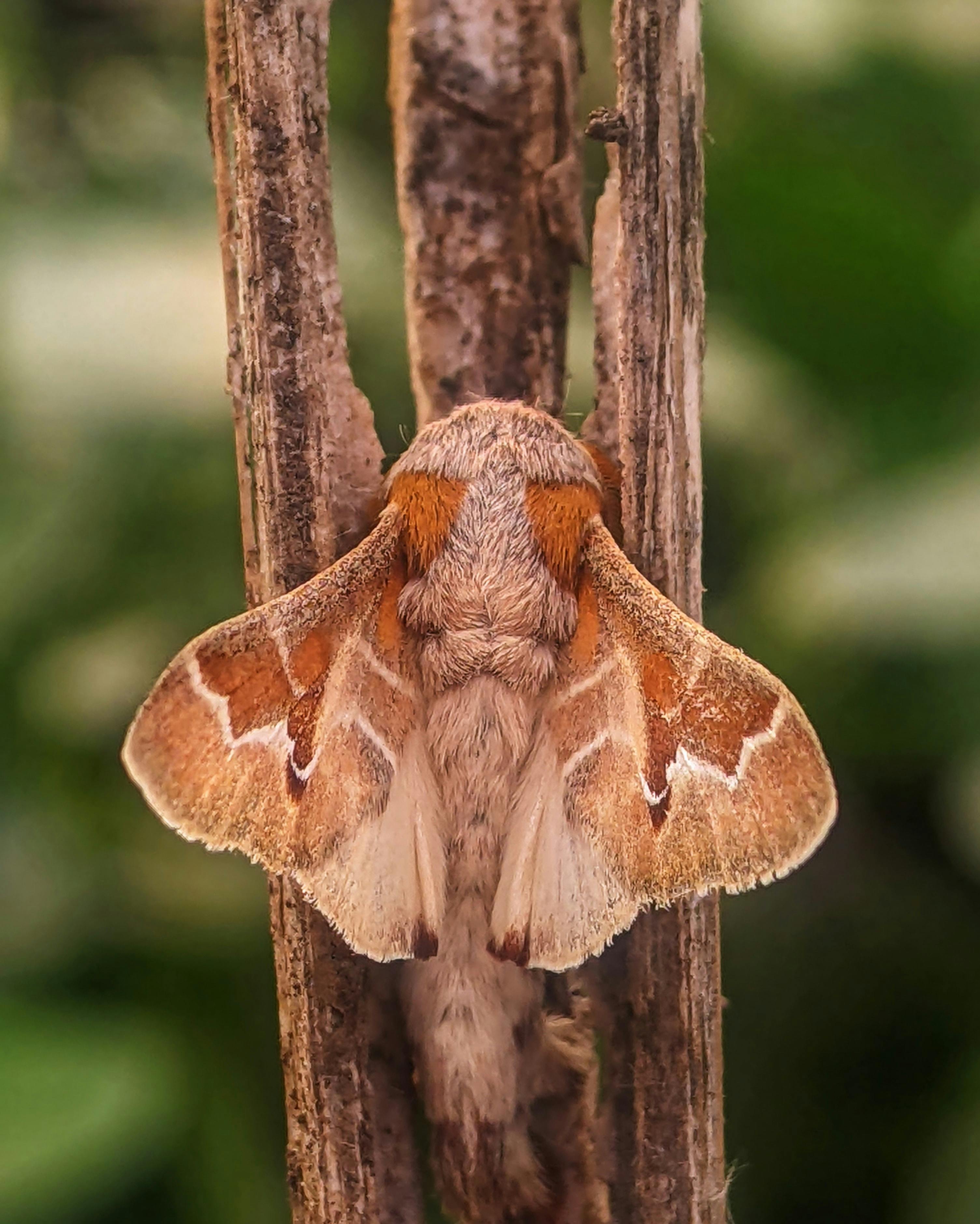 Close-up of a Moth Sitting on a Branch · Free Stock Photo