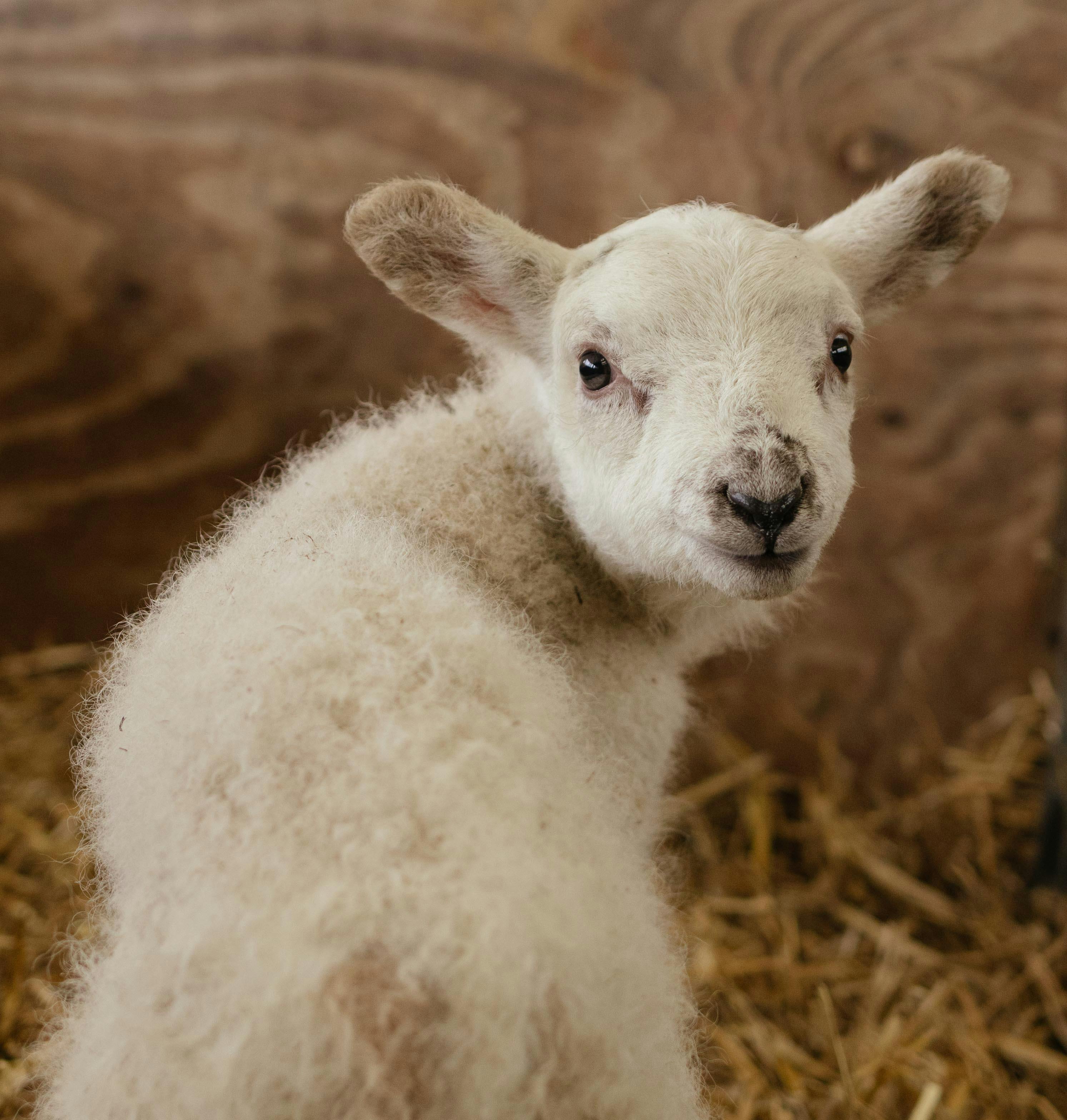 Newborn Sheep Photos, Download The BEST Free Newborn Sheep Stock Photos ...