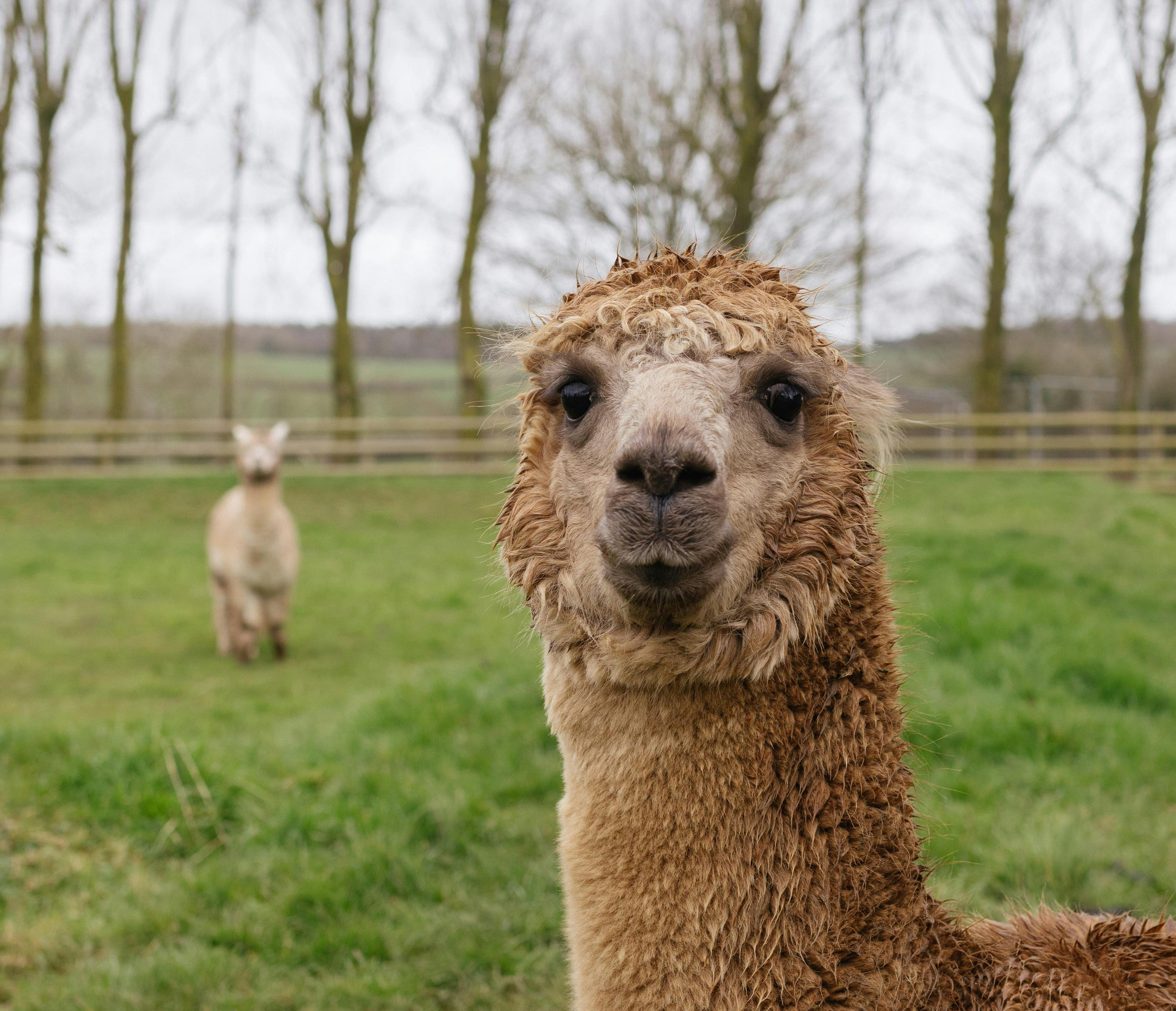 Portrait of Llama · Free Stock Photo