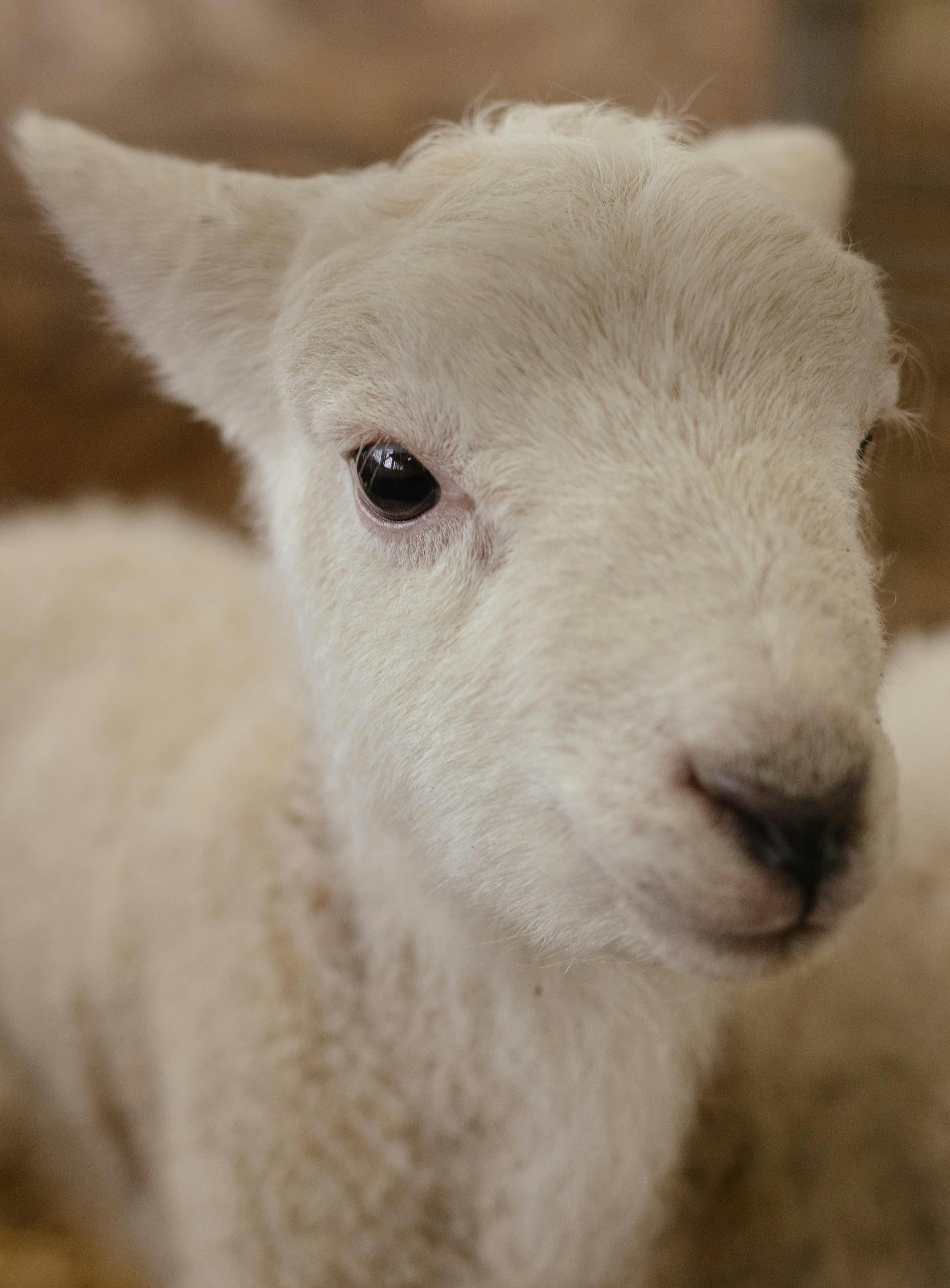 White Coated Lamb · Free Stock Photo
