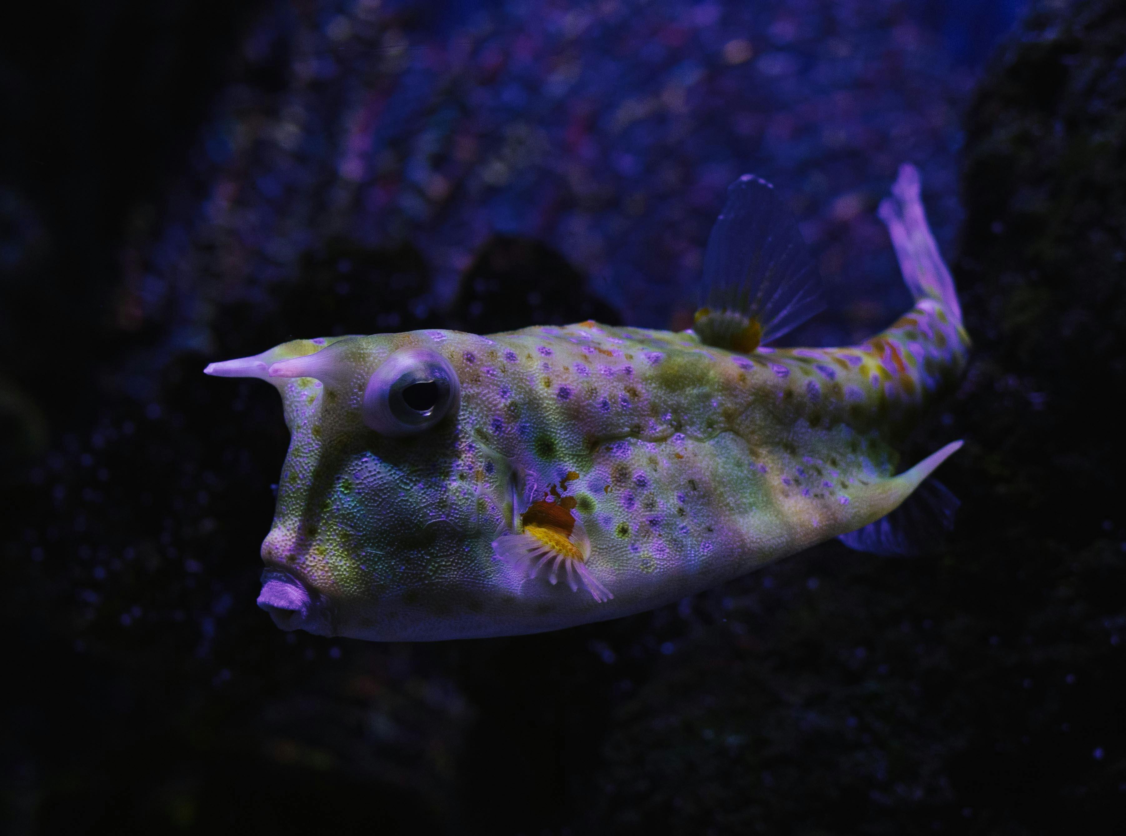 Longhorn Cowfish in Water · Free Stock Photo