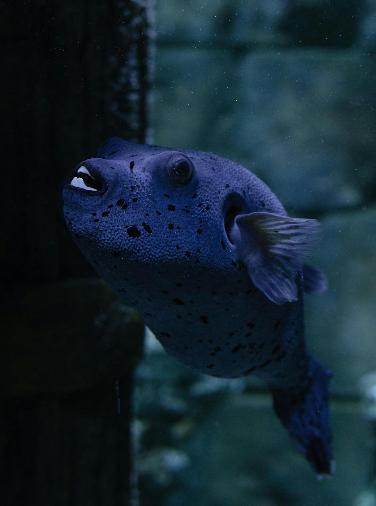 Puffer Fish Photos, Download The BEST Free Puffer Fish Stock Photos ...