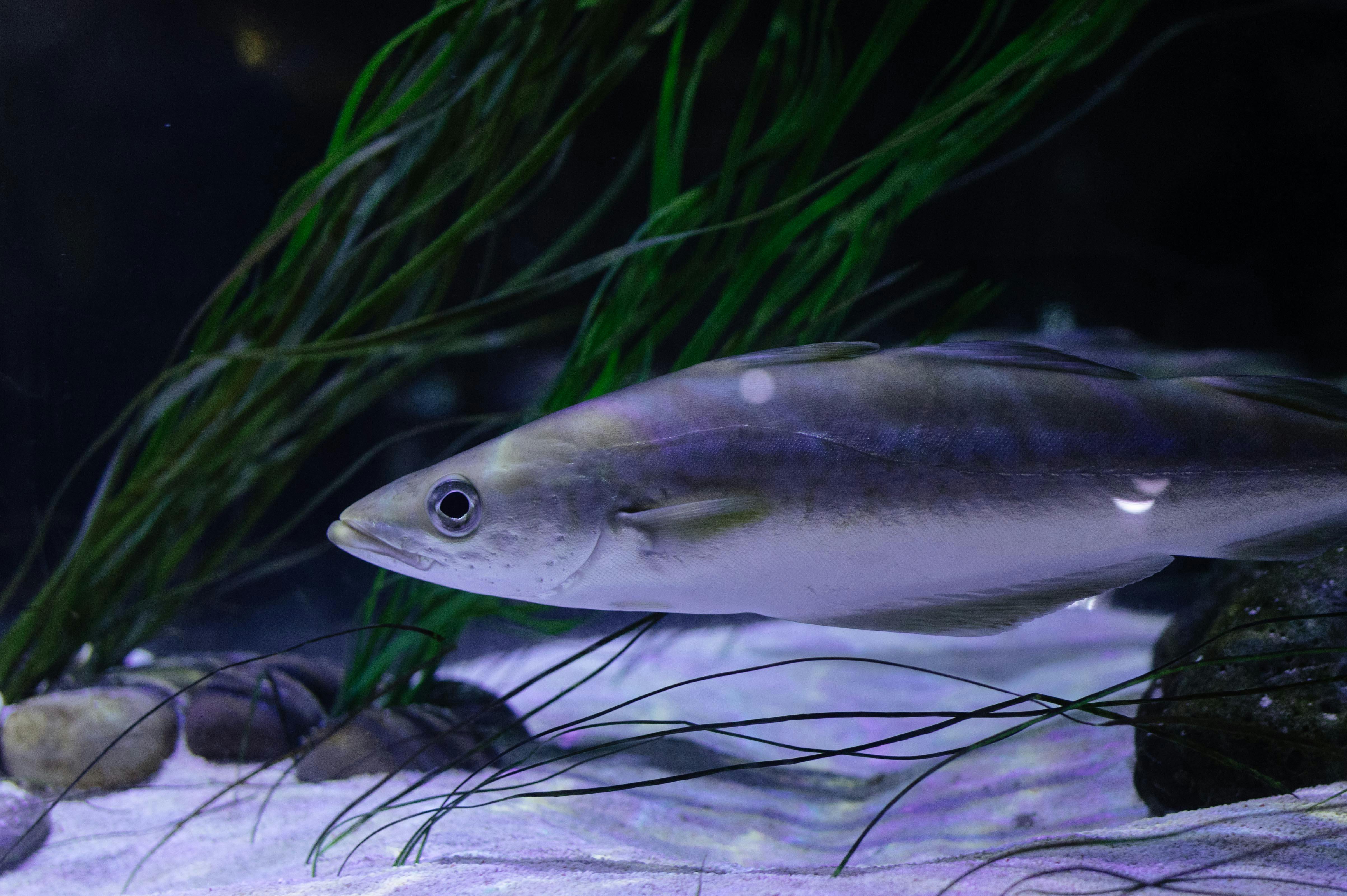 Grey Fish in a Water Tank · Free Stock Photo