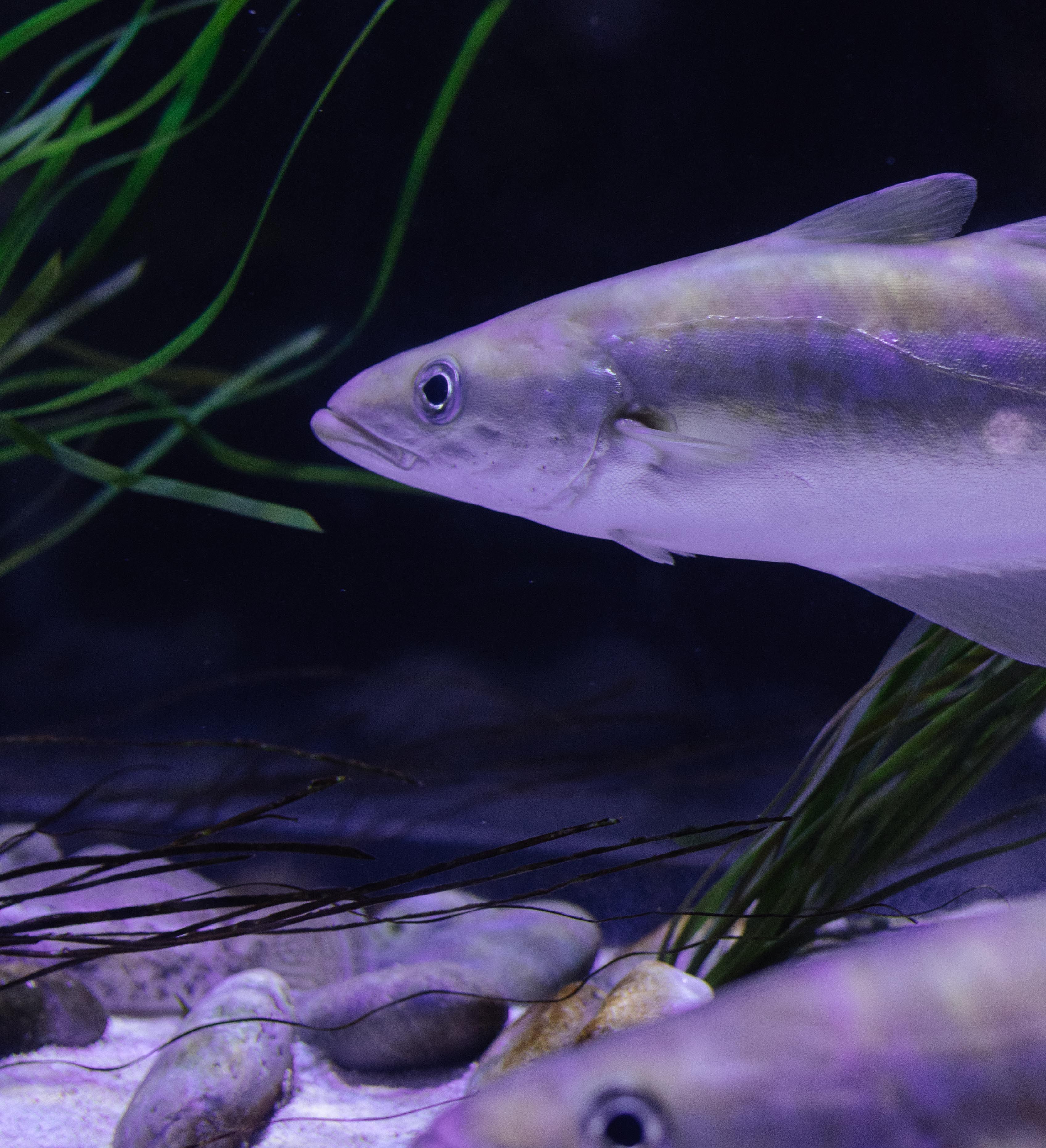 Close-up of Fish Swimming in an Aquarium · Free Stock Photo