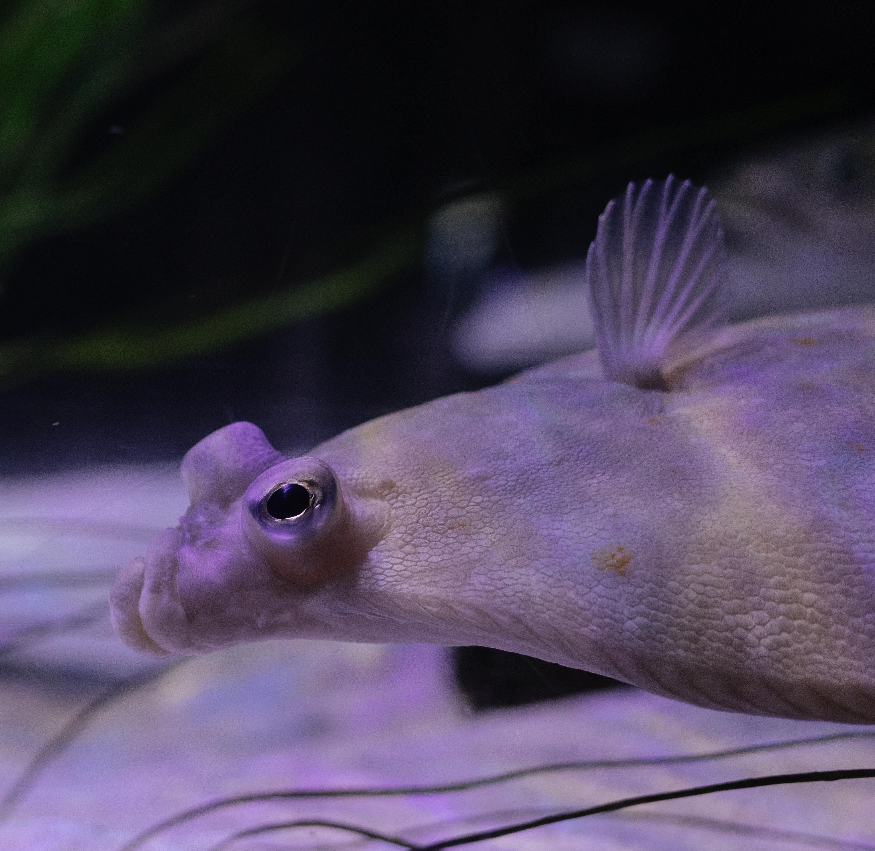 A purple fish with a long tail and purple eyes · Free Stock Photo