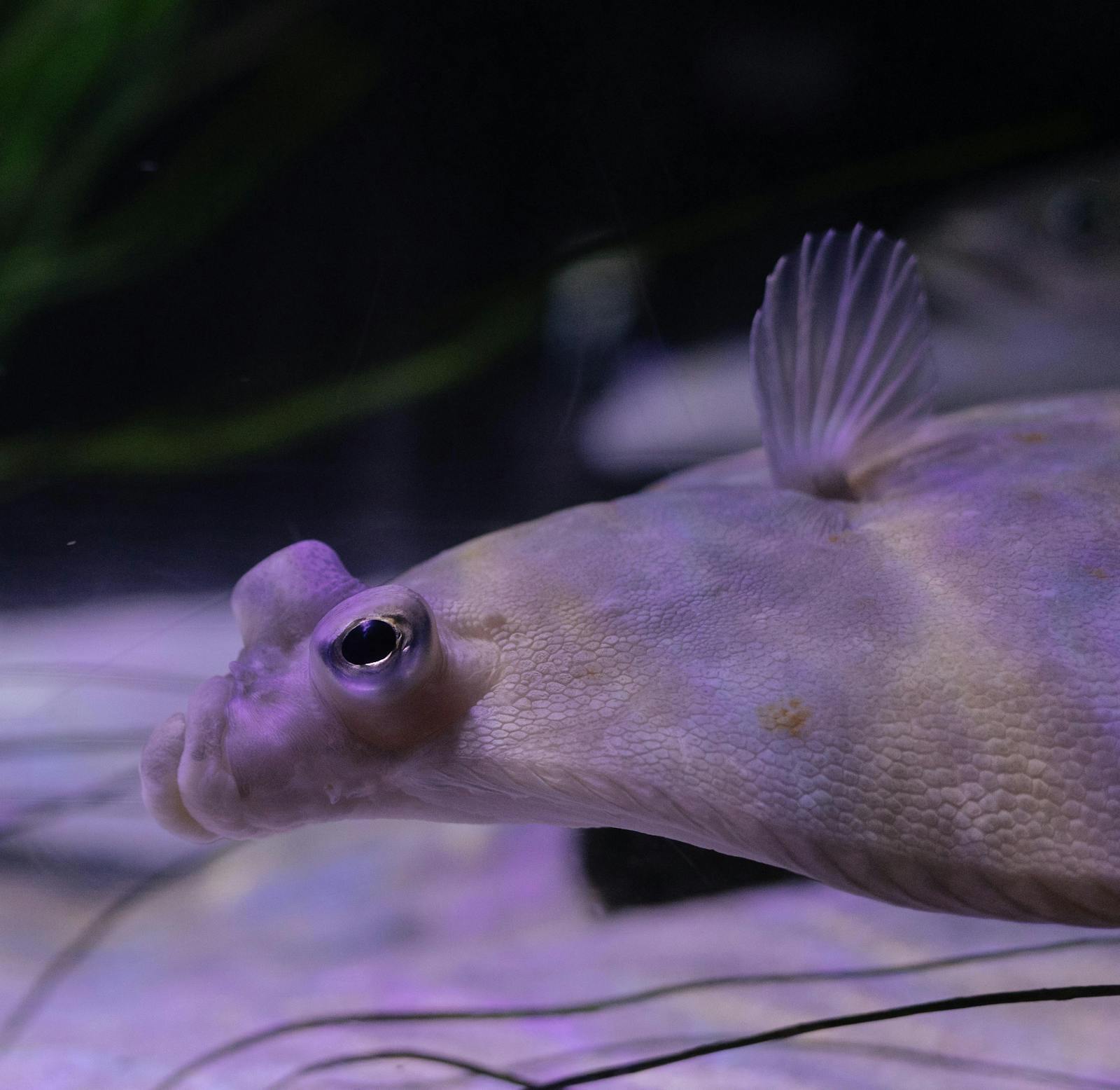 Ikan+Flatfish Photos, Download The BEST Free Ikan+Flatfish Stock Photos ...