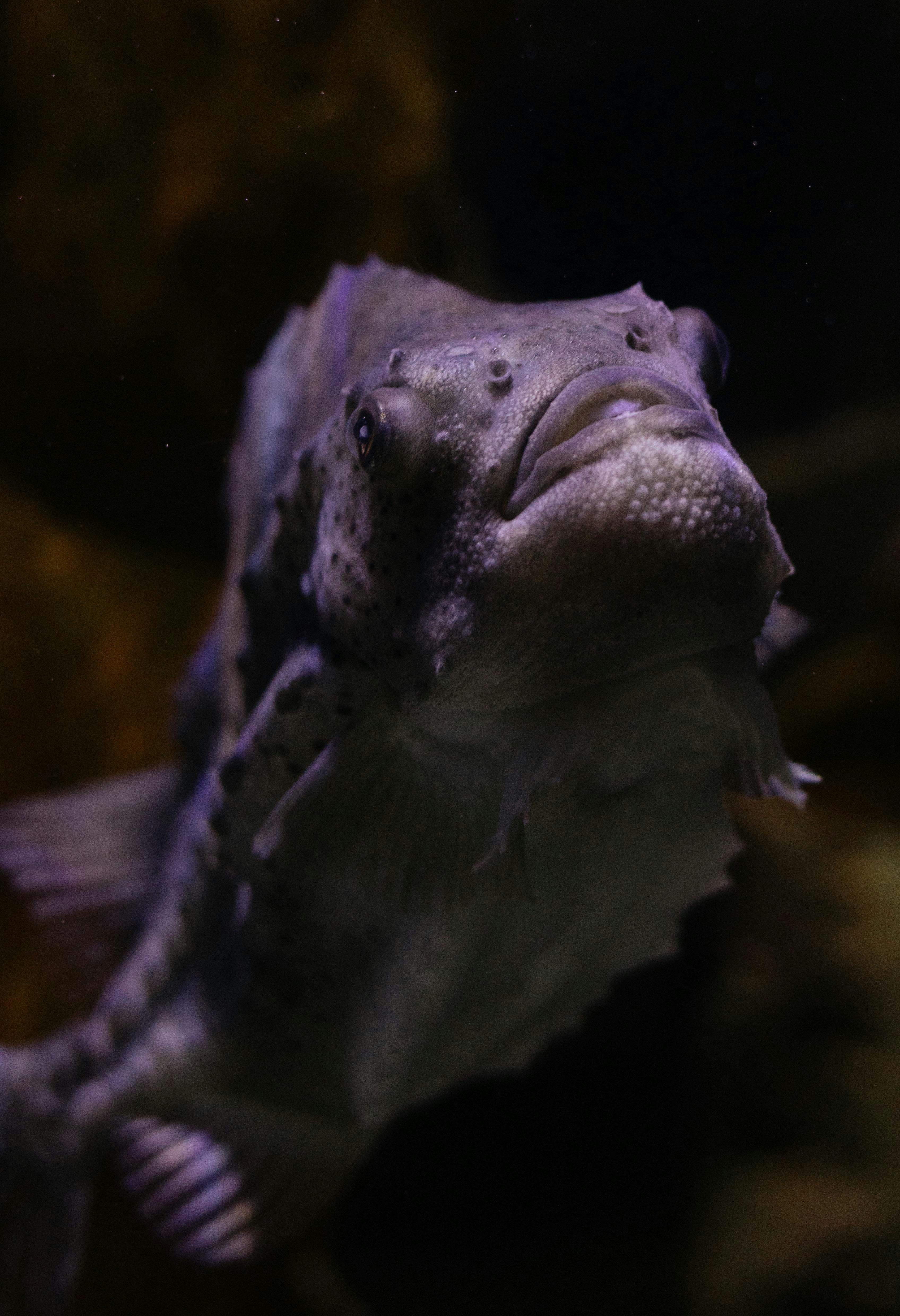 Close-up of Lumpfish Swimming in Aquarium · Free Stock Photo