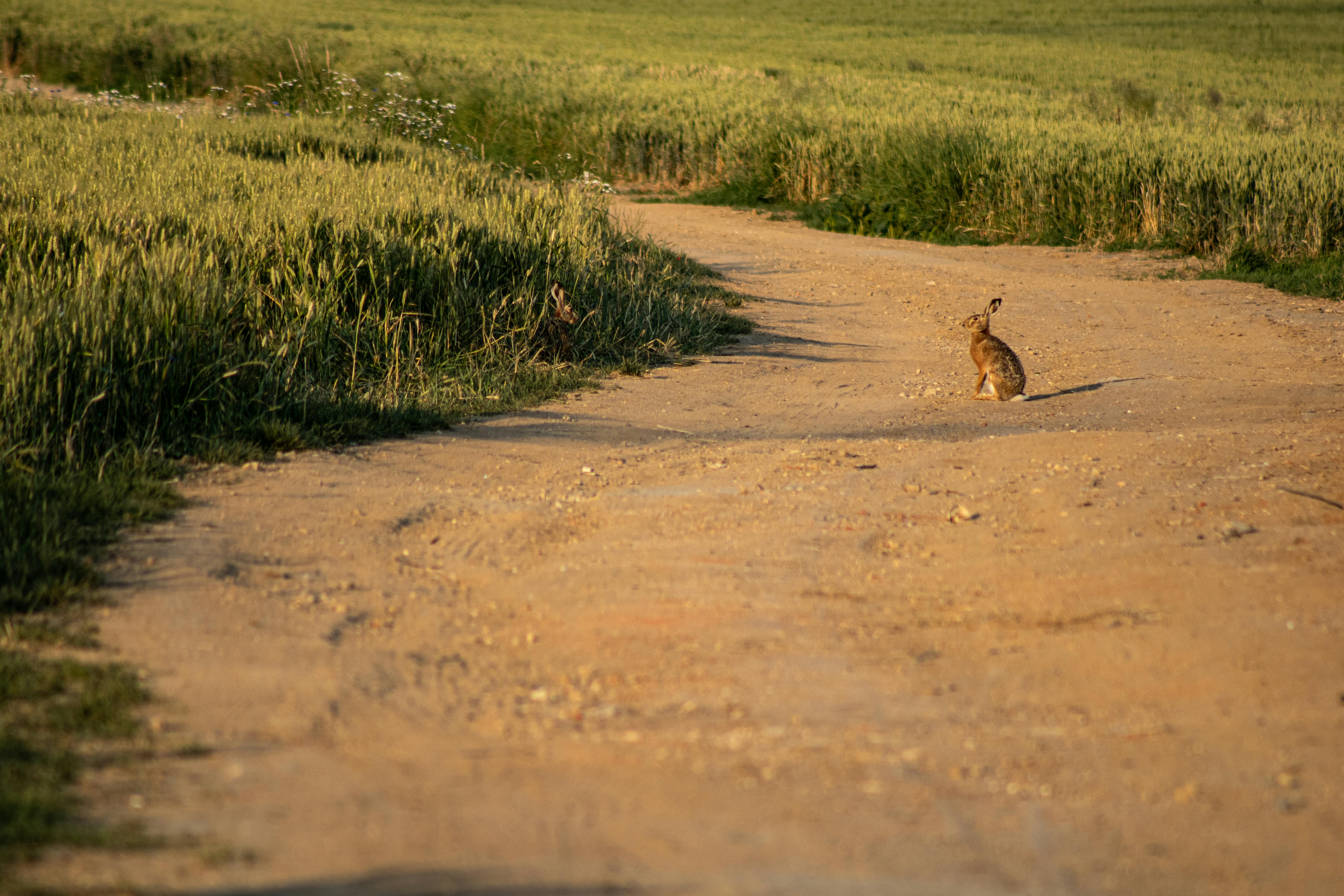 Hare on a Path in a Grass Field · Free Stock Photo
