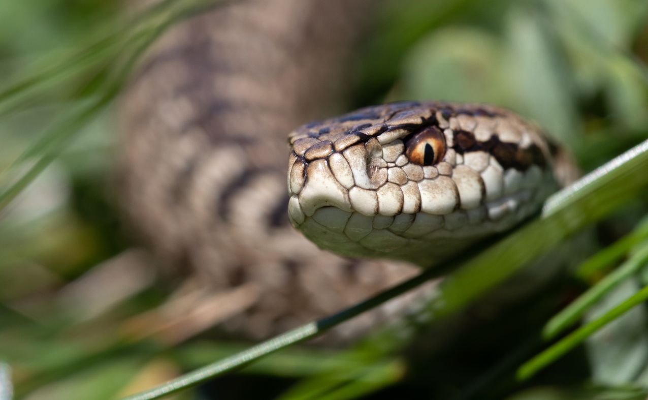 Saharan Horned Viper: Biology and Ecological Role
