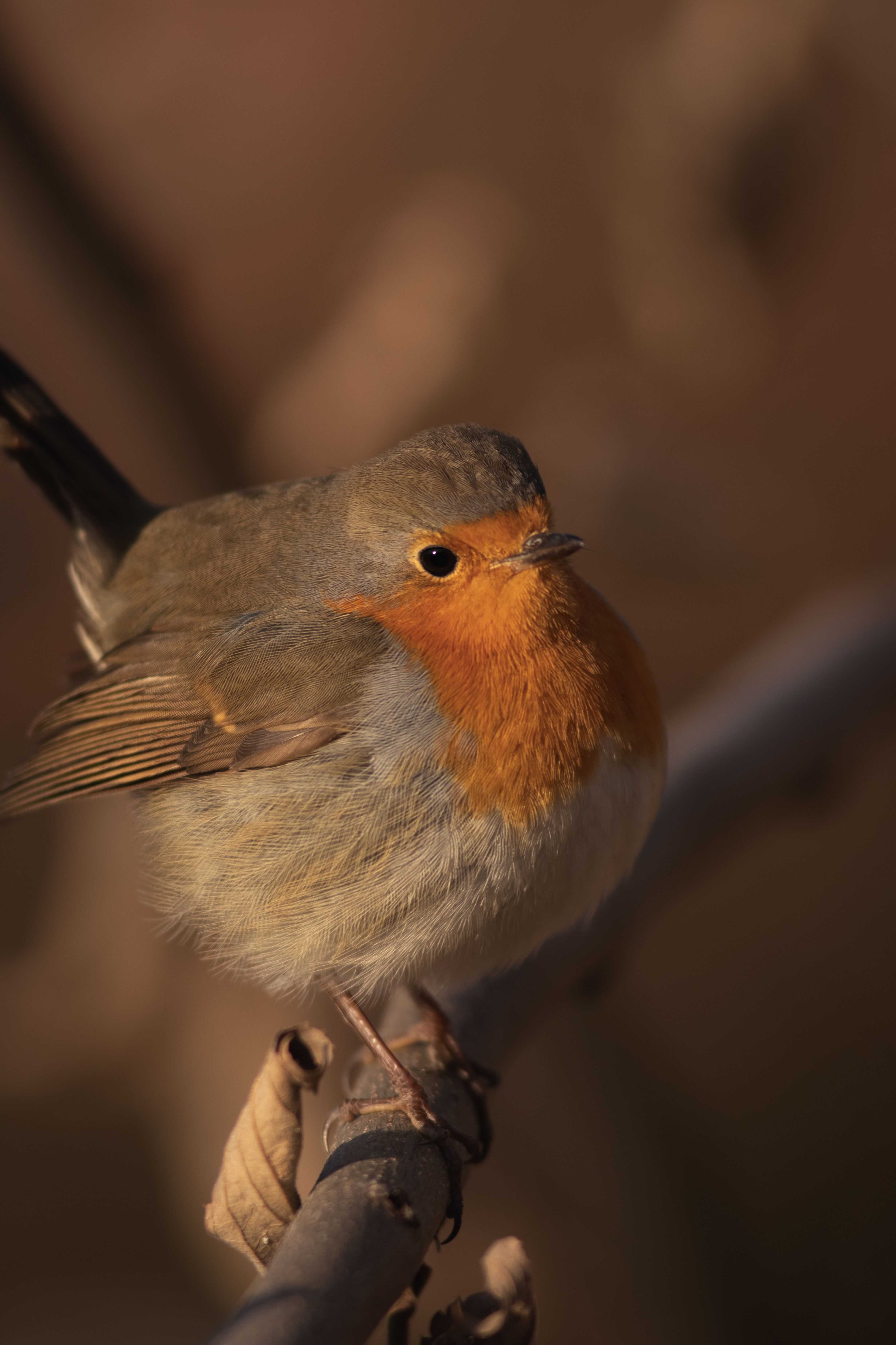 Close-up of a Robin Sitting on a Branch · Free Stock Photo