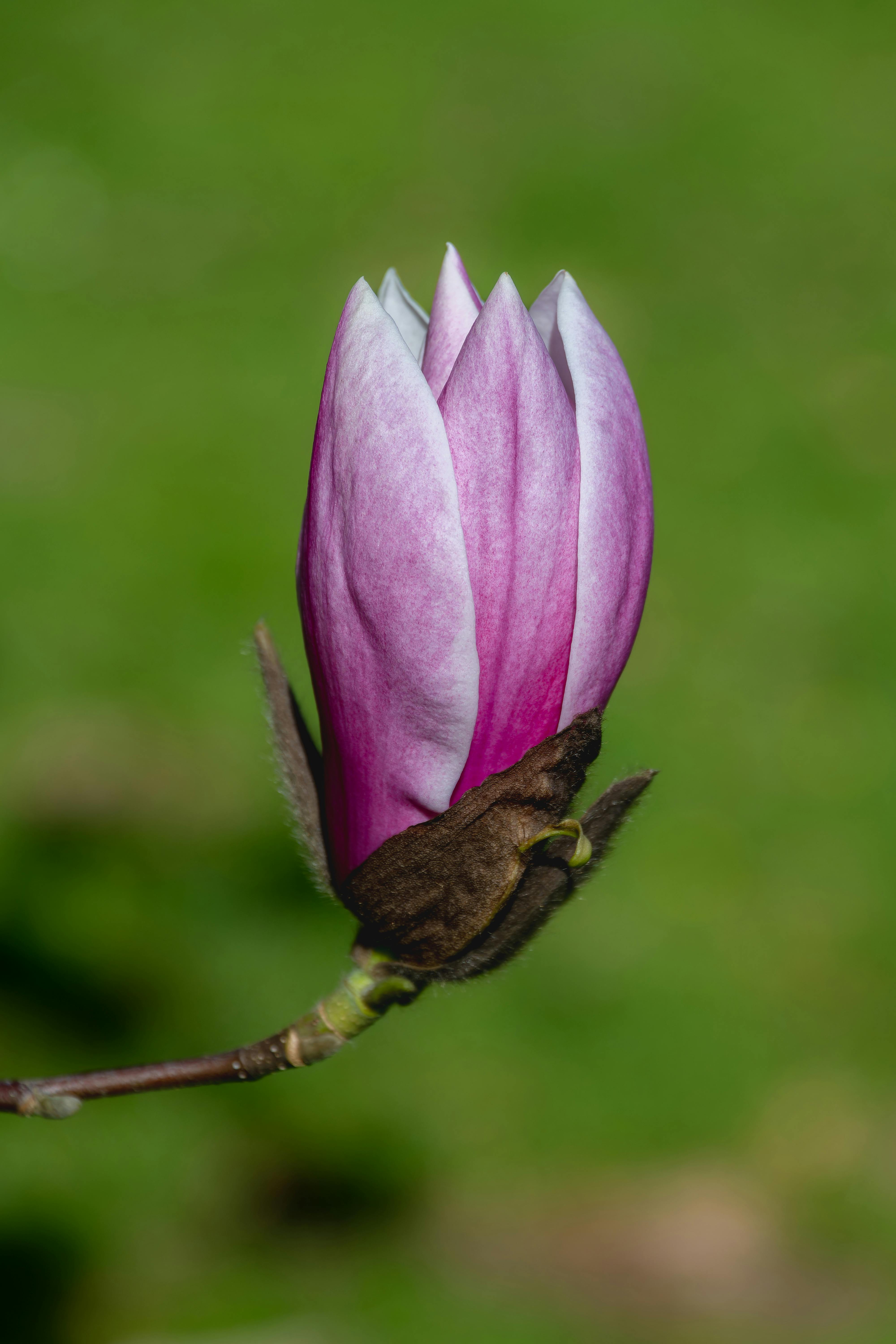 A single flower bud on a tree branch · Free Stock Photo